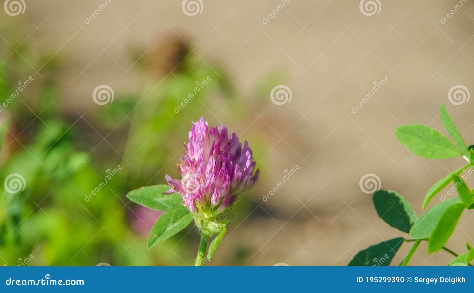 Delicate Purple Flower on a Blurred Green Background Stock Photo ...