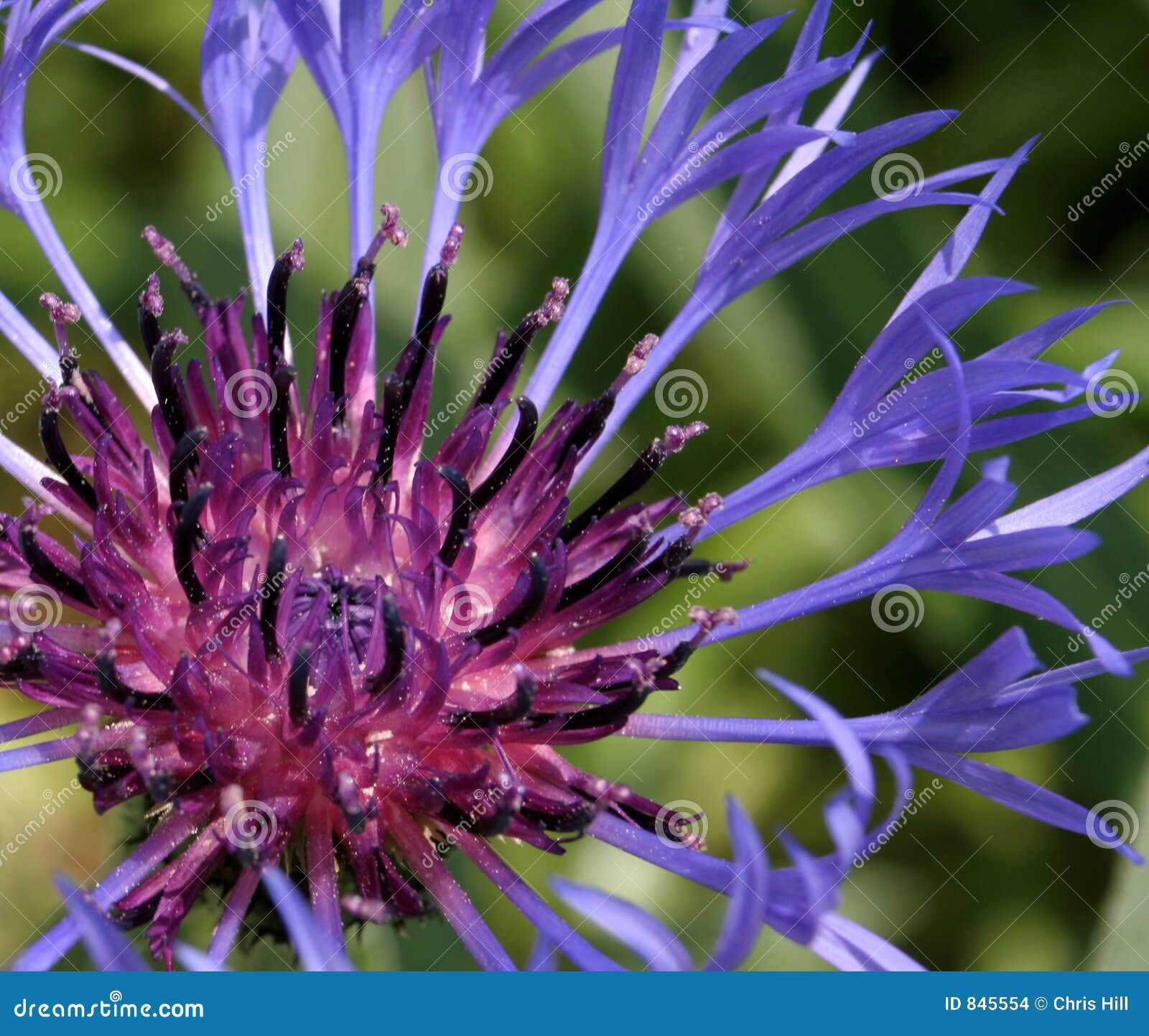 Delicate Purple Flower Closeup Stock Photo - Image of colorful, clean ...