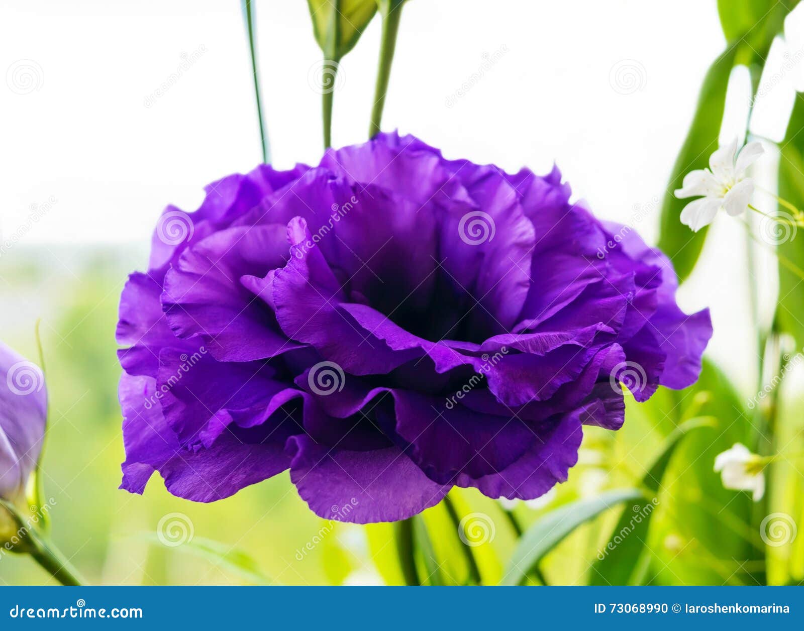 Delicate Purple Flower Eustomy (lisianthus) Stock Photo - Image of ...