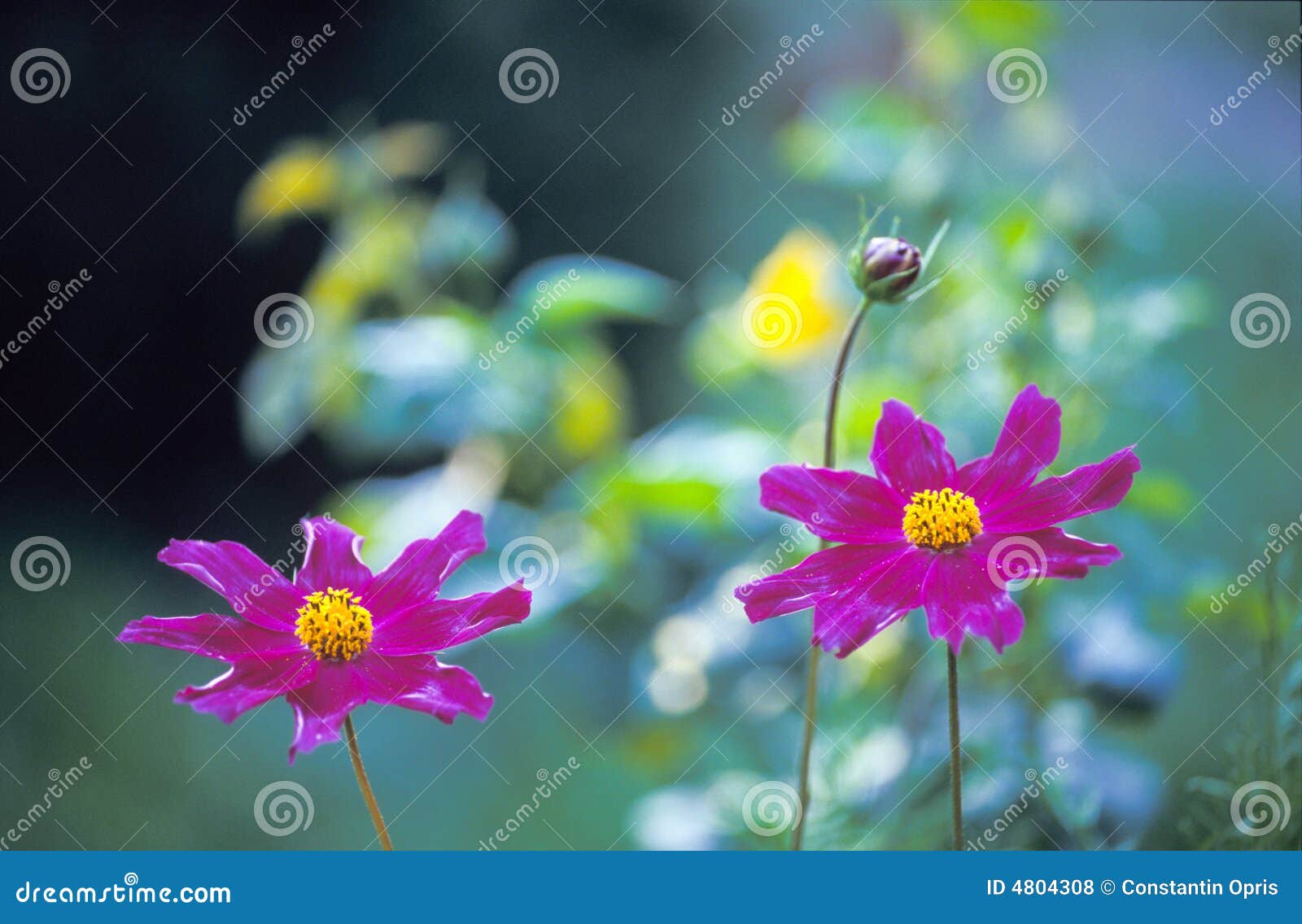 Delicate Purple Flowers stock photo. Image of colourful - 4804308