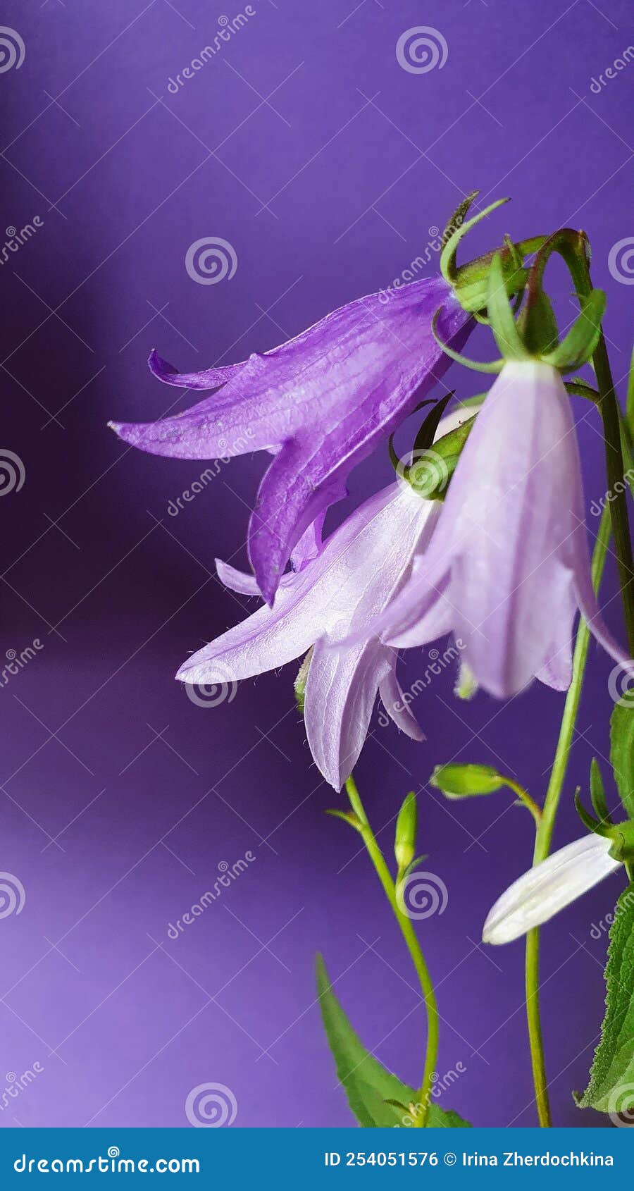 Delicate Purple Flowers on a Purple Background Stock Photo - Image of ...