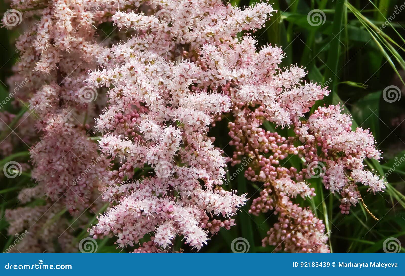 Delicate Purple Flowers Background Stock Image - Image of field, young ...