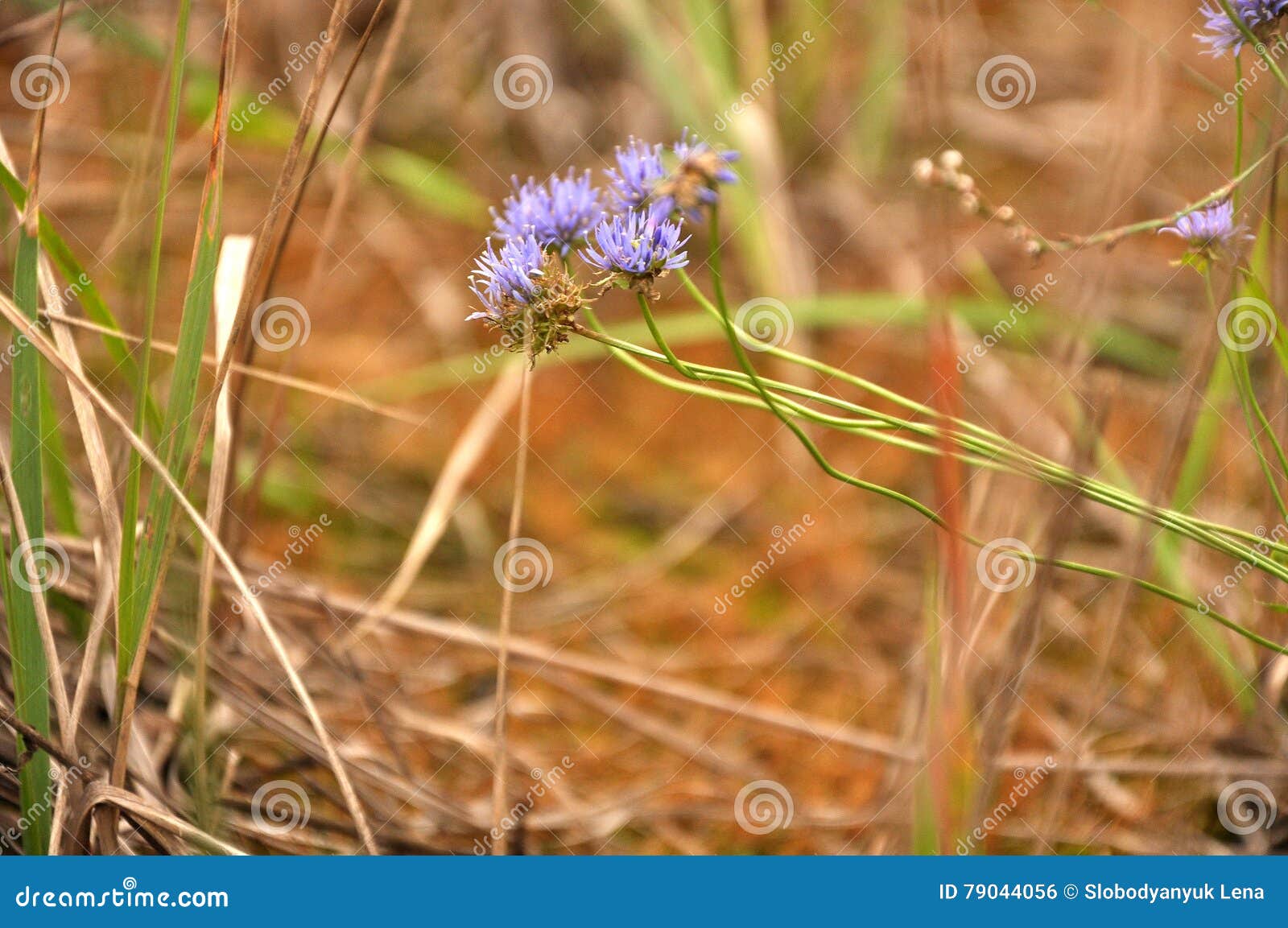Delicate purple flowers stock photo. Image of wildflowers - 79044056