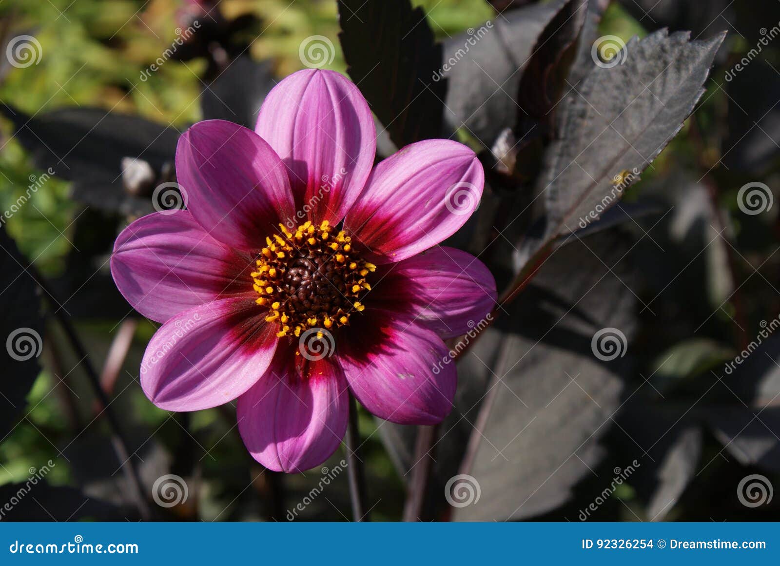 Delicate Purple stock photo. Image of delicate, round - 92326254