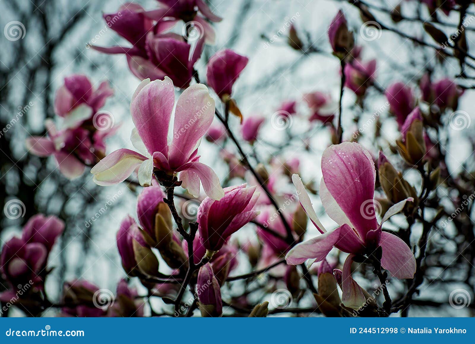 Delicate, Rare Flowers of Magnolia Sulange Stock Photo - Image of ...