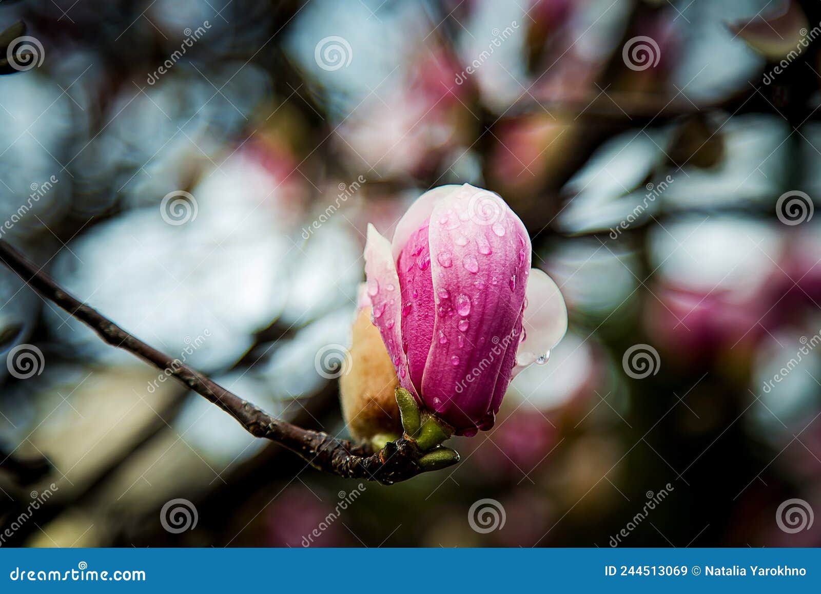 Delicate, Rare Flowers of Magnolia Sulange Stock Image - Image of ...