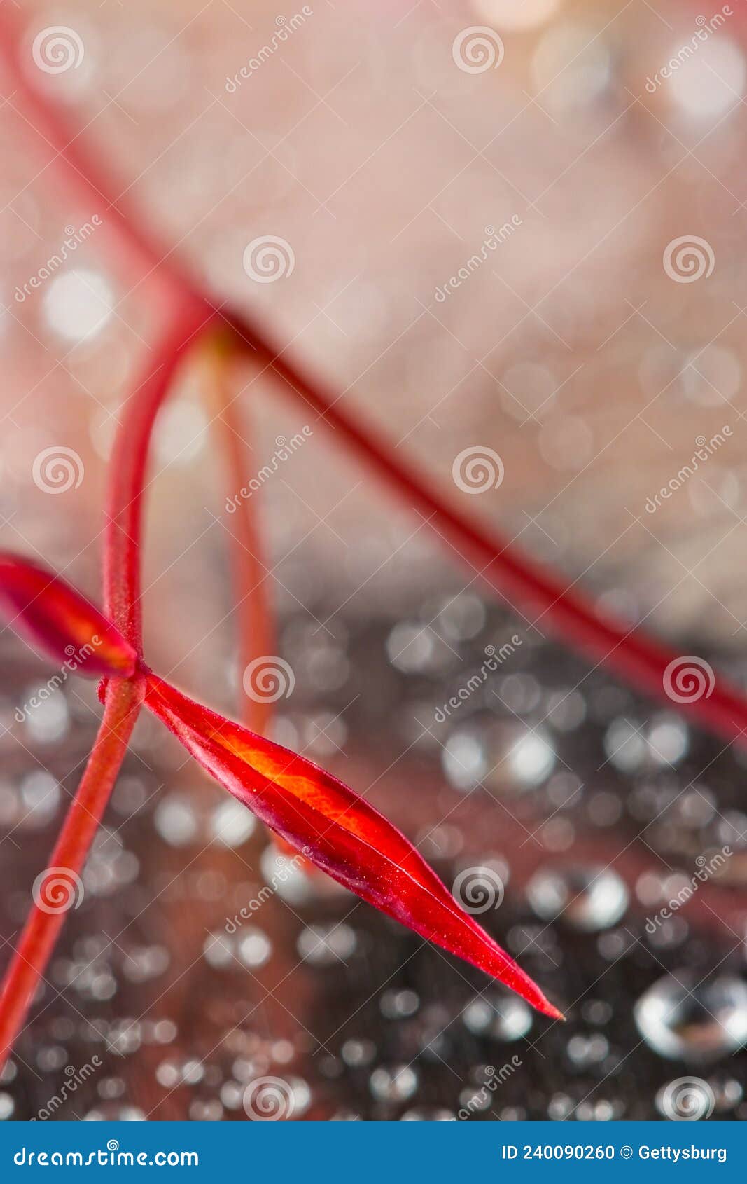 Delicate Red Leaf Close Up stock photo. Image of field - 240090260