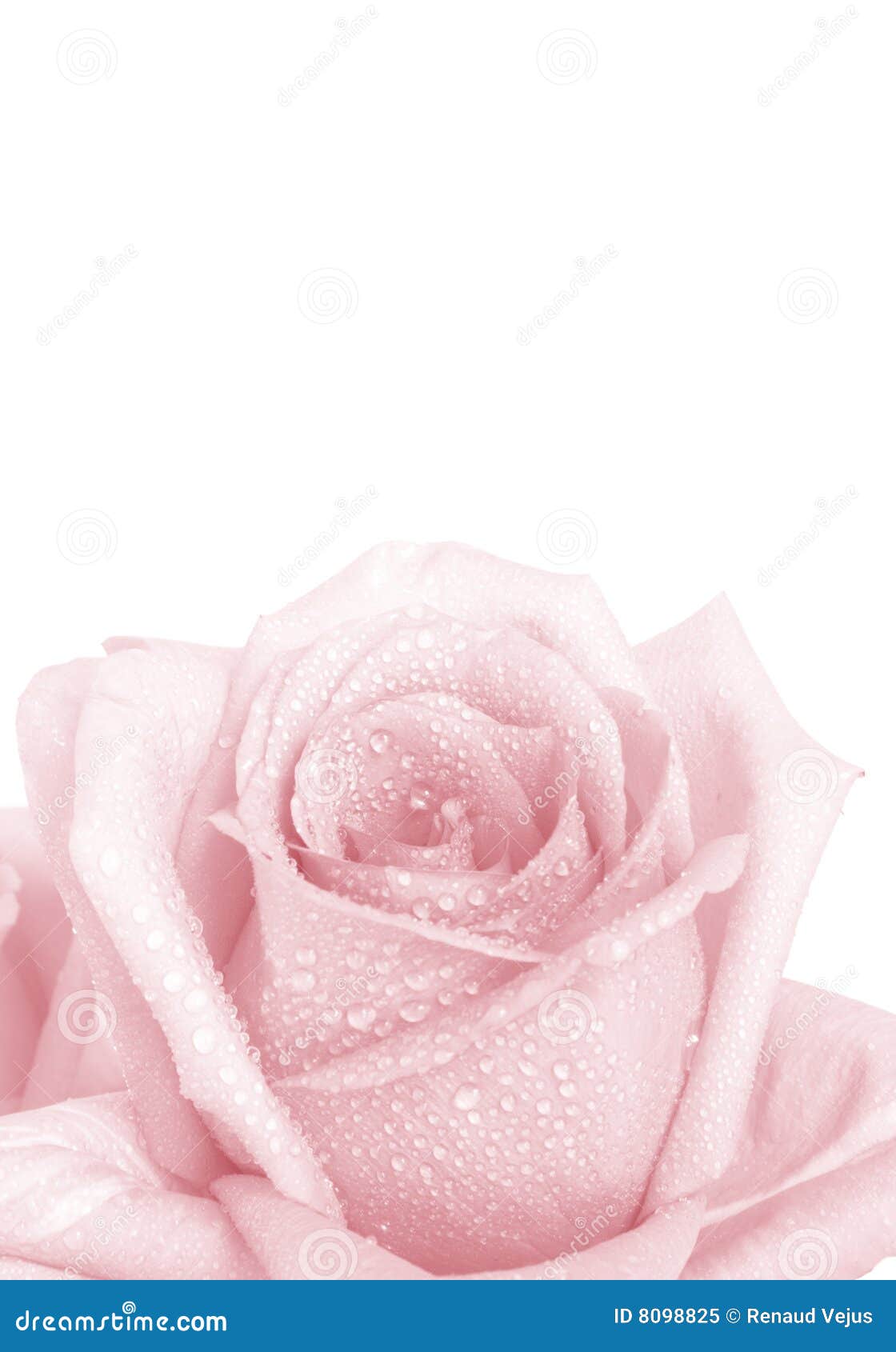 Delicate rose stock image. Image of light, marriage, elegant - 8098825