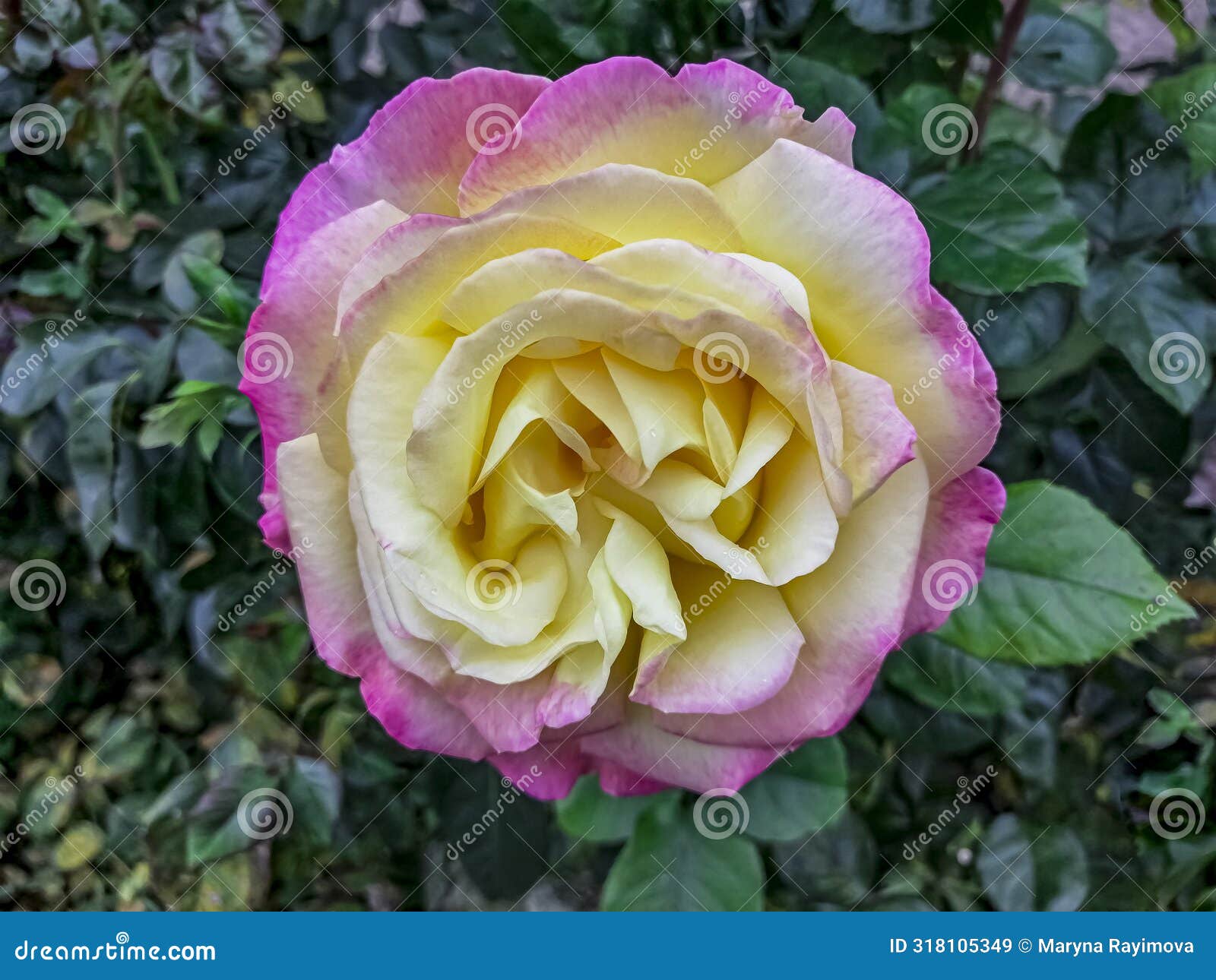 A Delicate Rose Blooms in the Garden Stock Image - Image of colorful ...