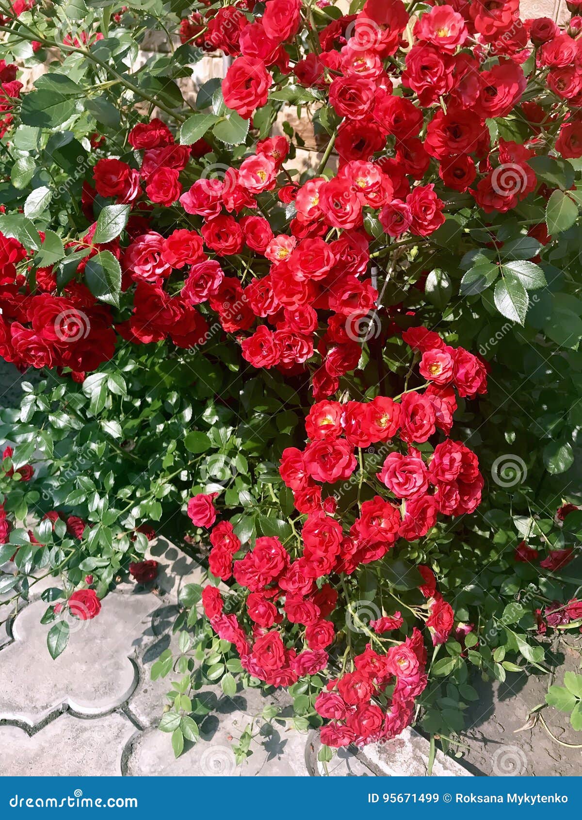 Delicate Rose in the Garden Stock Image - Image of branch, color: 95671499