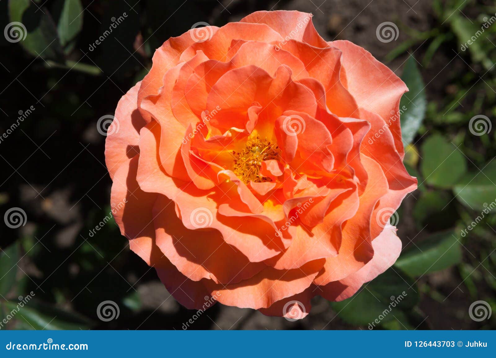 Delicate rose in garden stock image. Image of lovely - 126443703