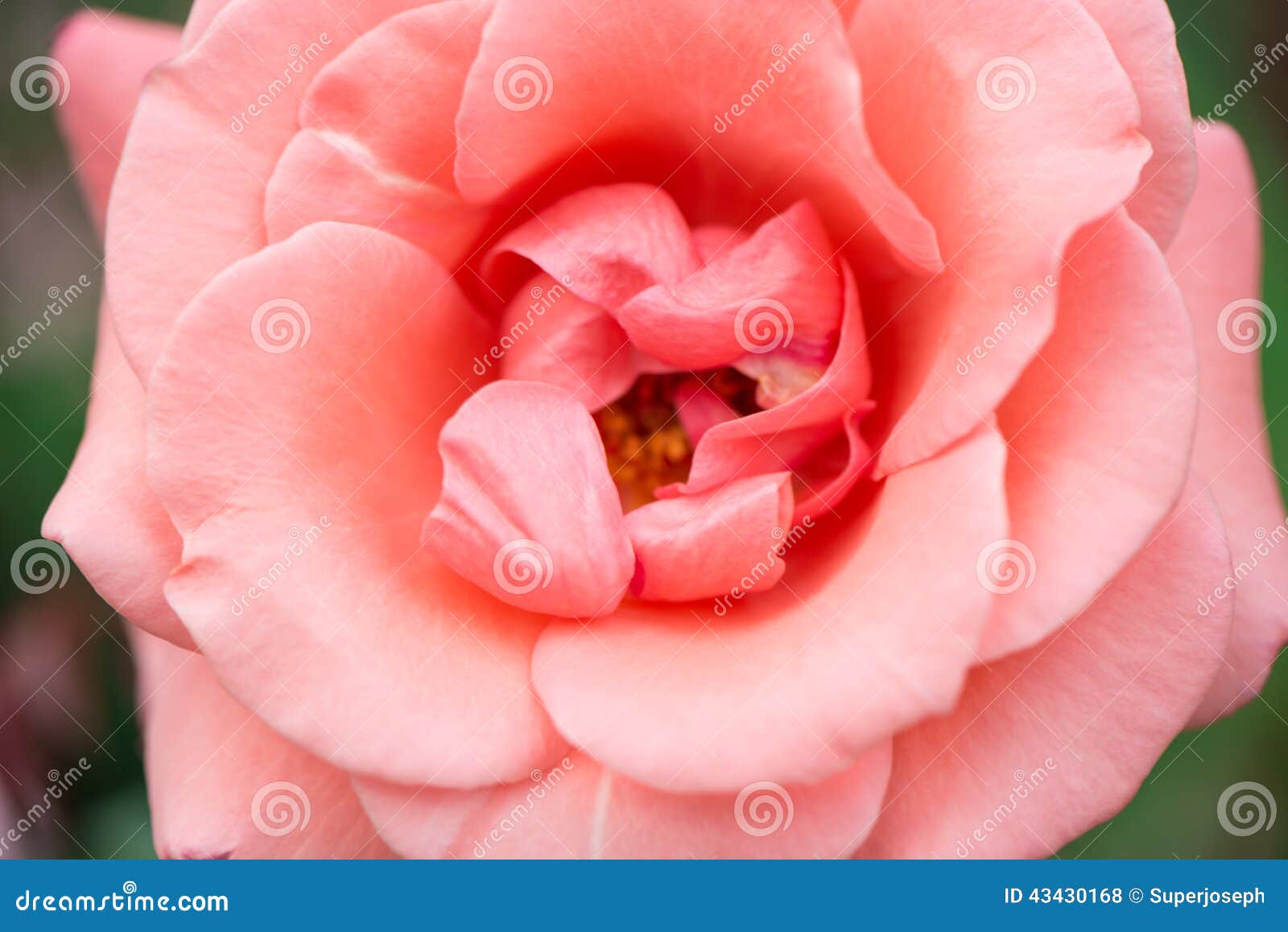 Delicate Rose stock photo. Image of rose, single, holidays - 43430168