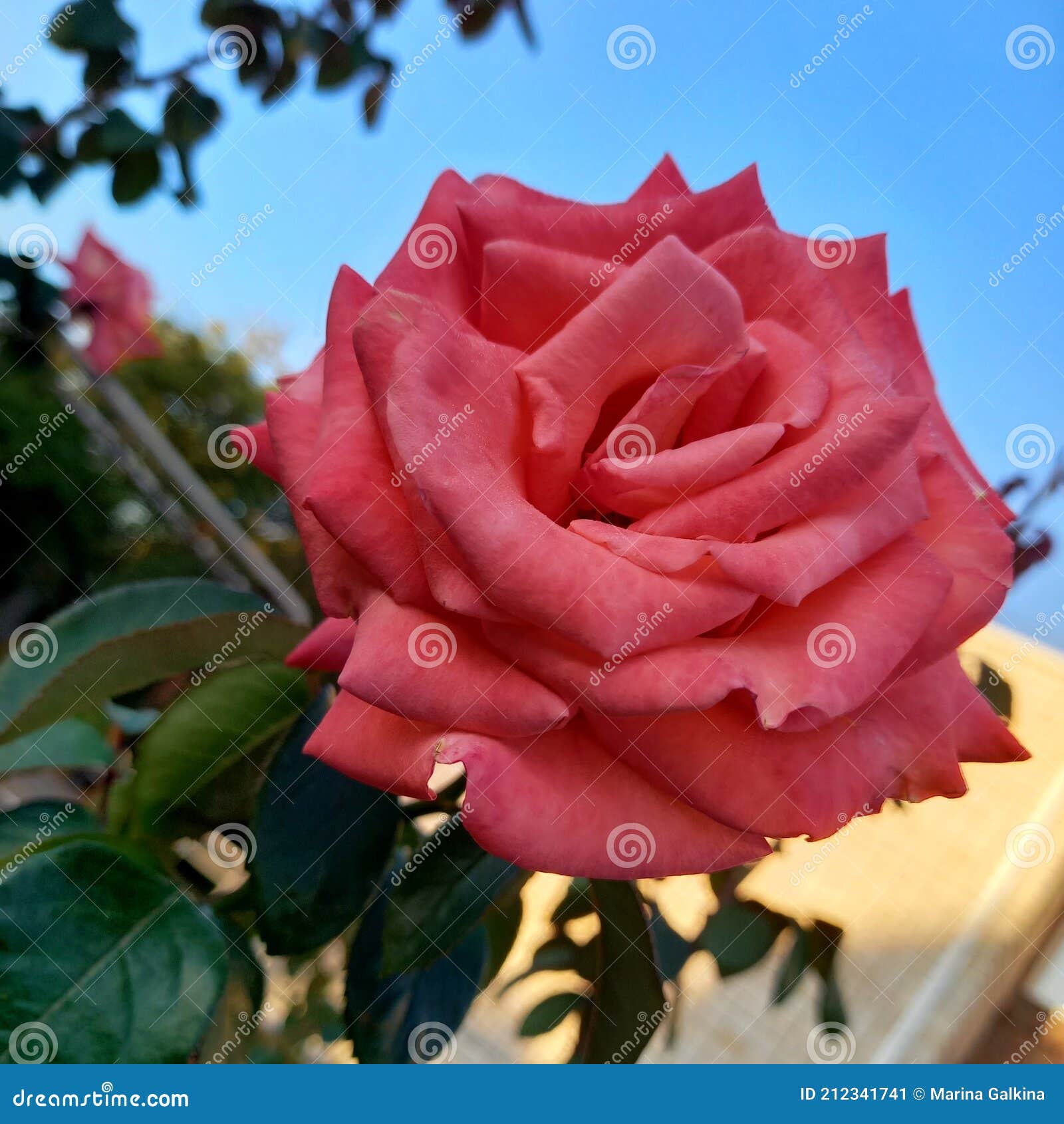 Delicate rosebud stock image. Image of shrub, petal - 212341741