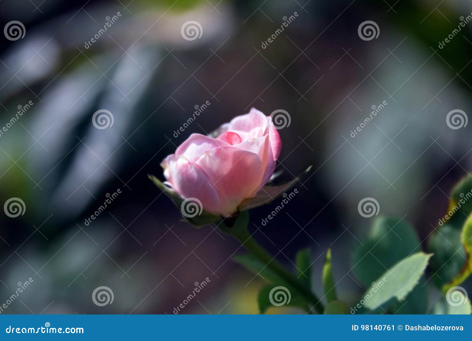 Delicate Rosebud Pink Roses Stock Image - Image of closeup, roses: 98140761