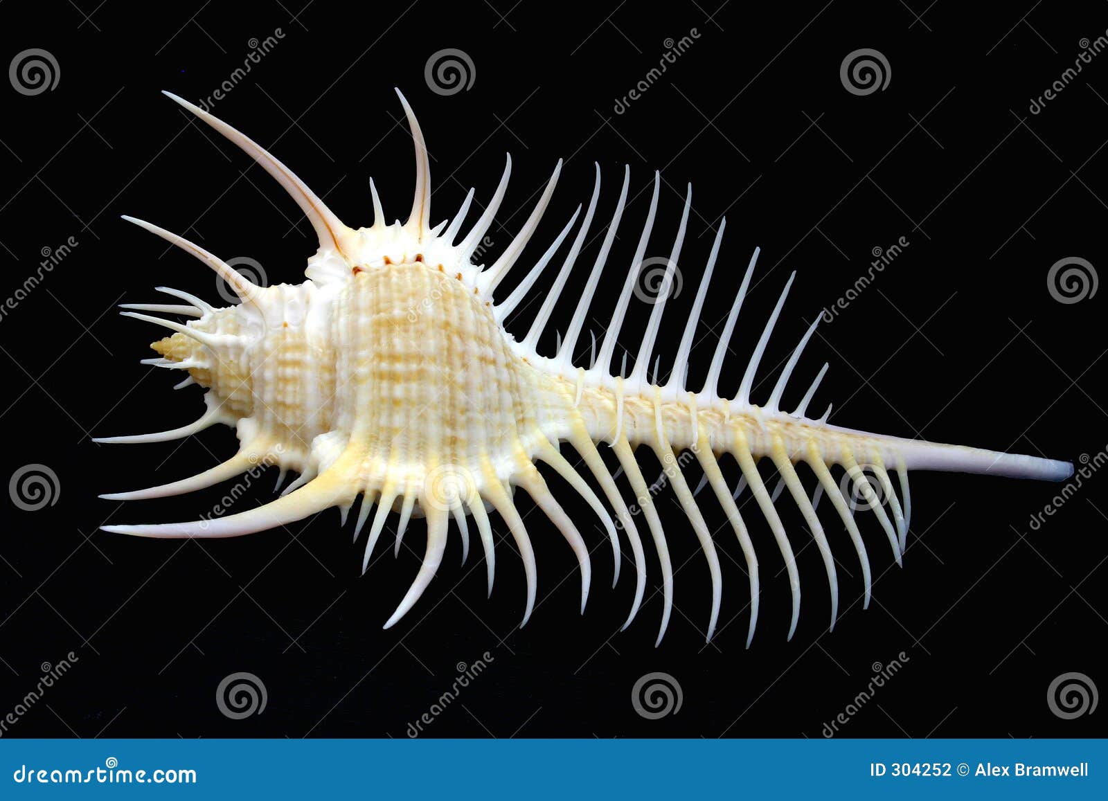 Delicate Seashell stock photo. Image of seashell, tropical - 304252