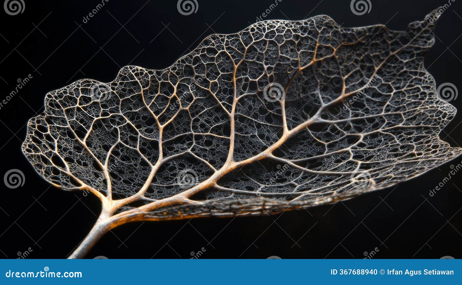 Delicate Skeleton Leaves Branching Out Stock Photography ...