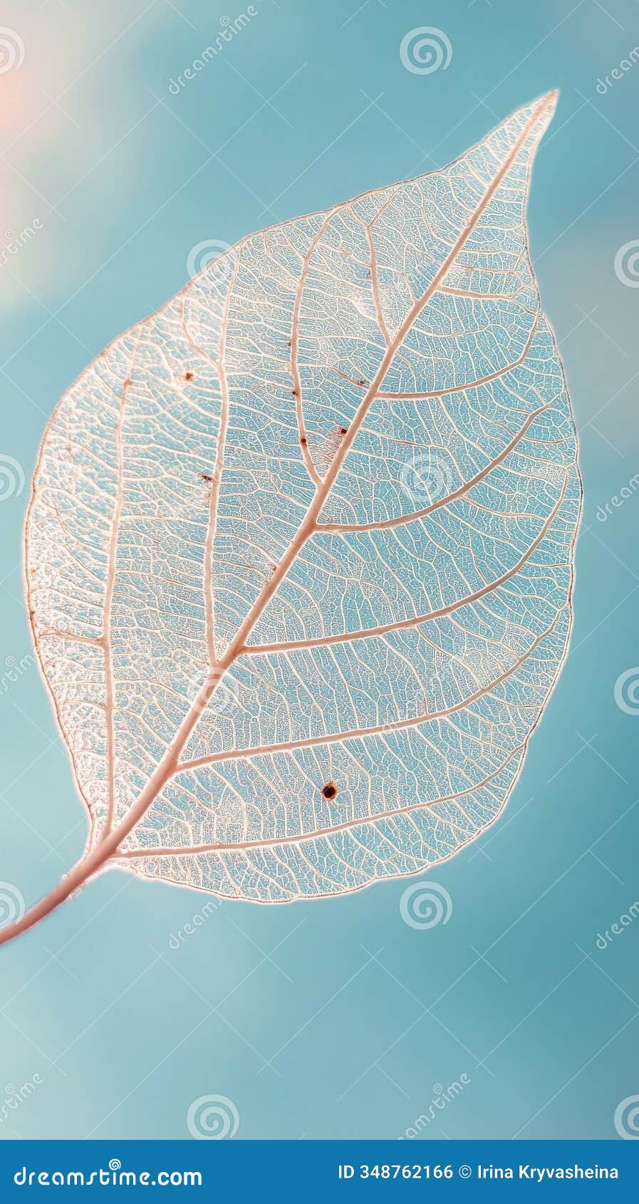 Delicate Skeleton Leaf Against a Serene Blue Background with Soft ...
