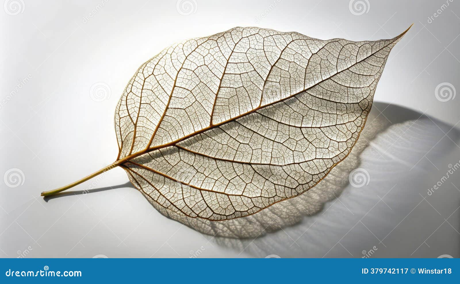 Delicate Skeleton Leaves Branching Out Stock Photography ...