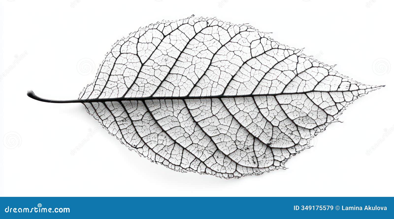 Delicate Skeleton Leaves Branching Out Stock Photography ...