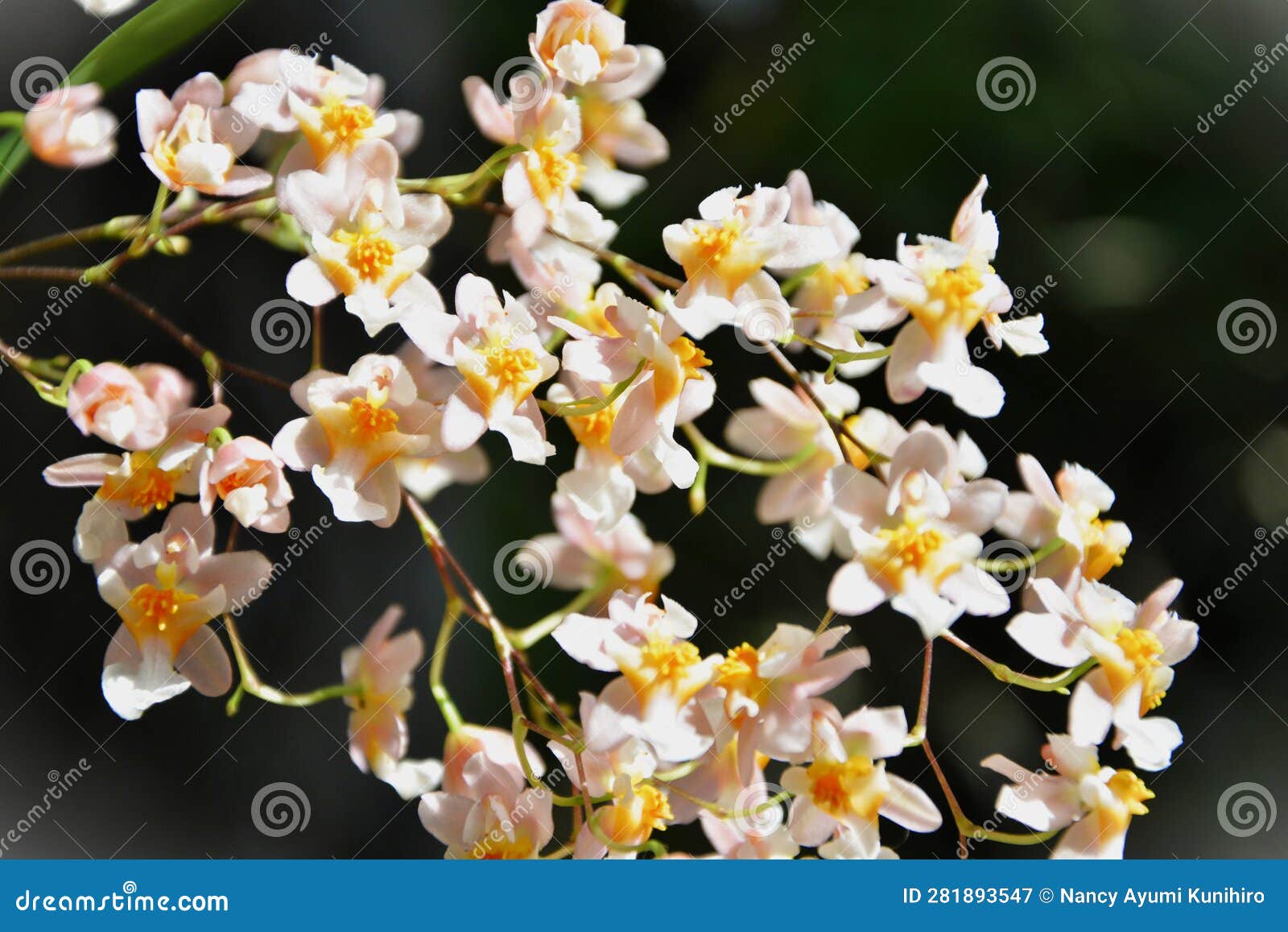 The Delicate and Small Flowers of Oncidium Twinkle Stock Image - Image ...
