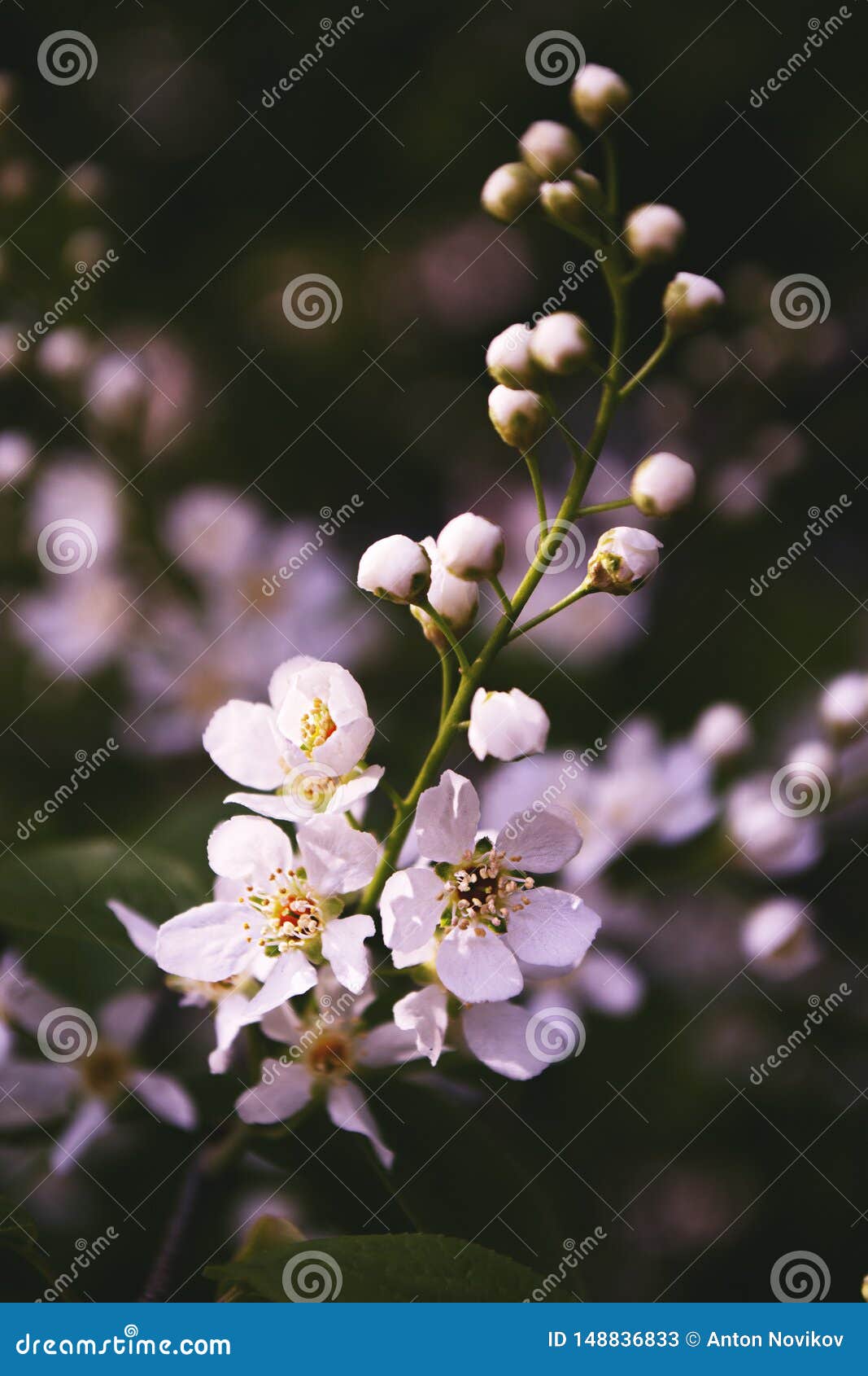Delicate Sprig of Bird Cherry with Weightless Petals of Flowers Stock ...
