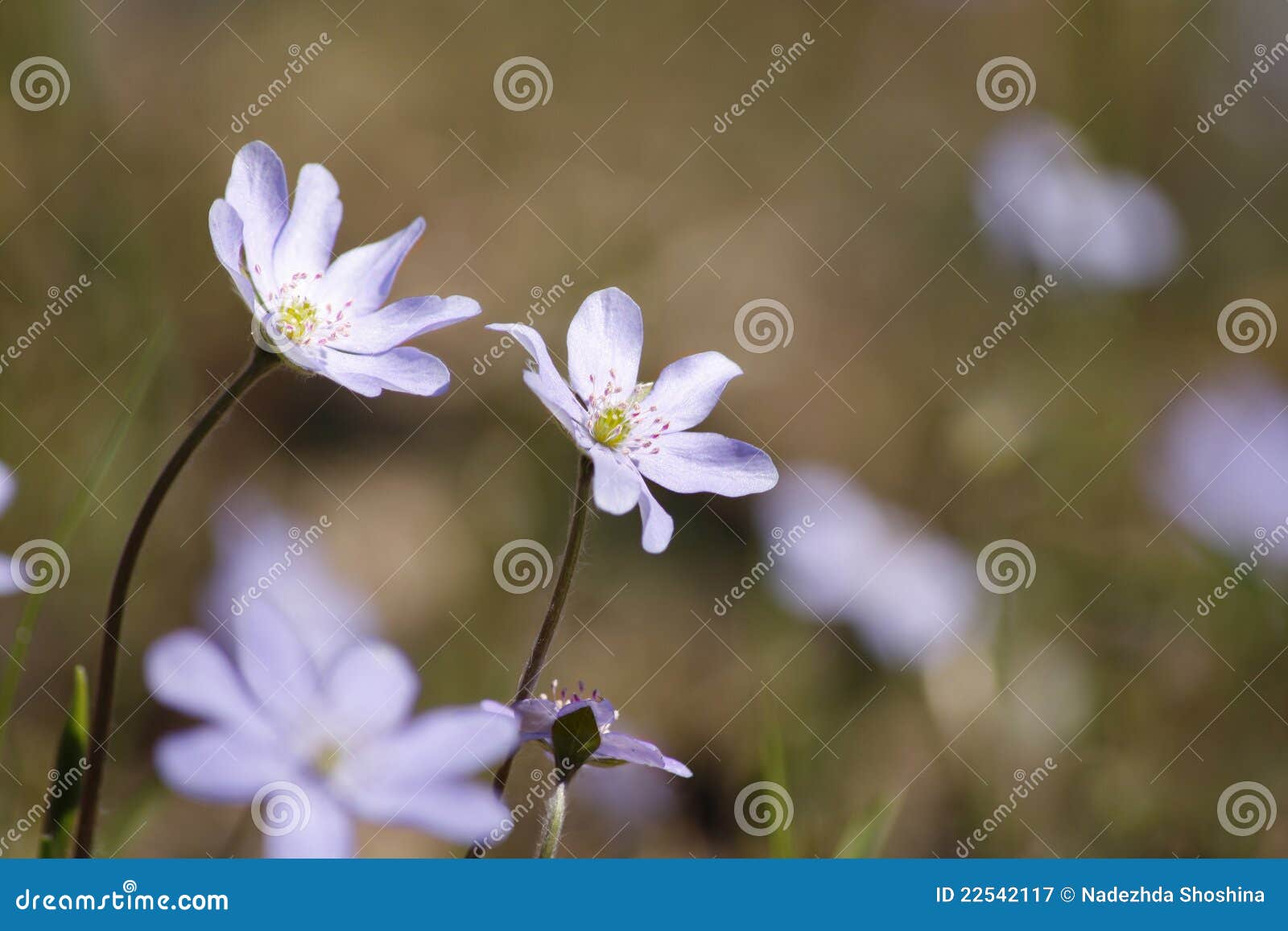 Delicate spring flowers stock image. Image of bright - 22542117