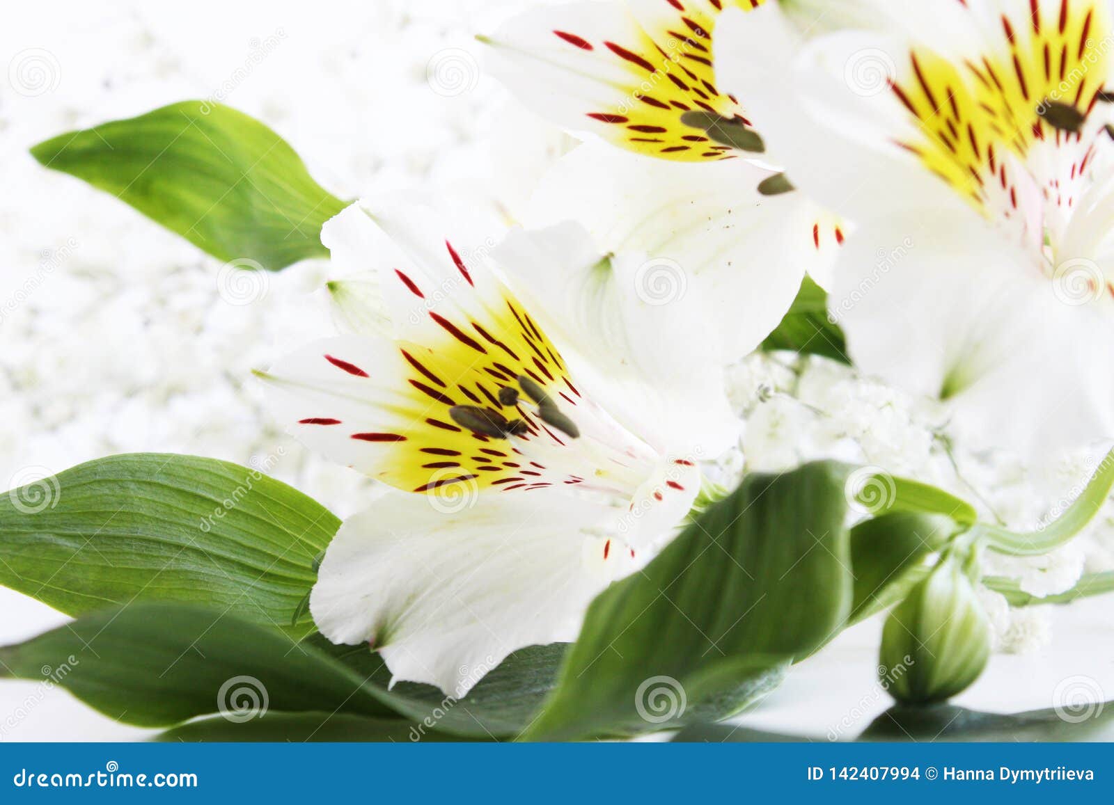 Delicate Spring Flowers Green Leaves White Background Stock Photo ...