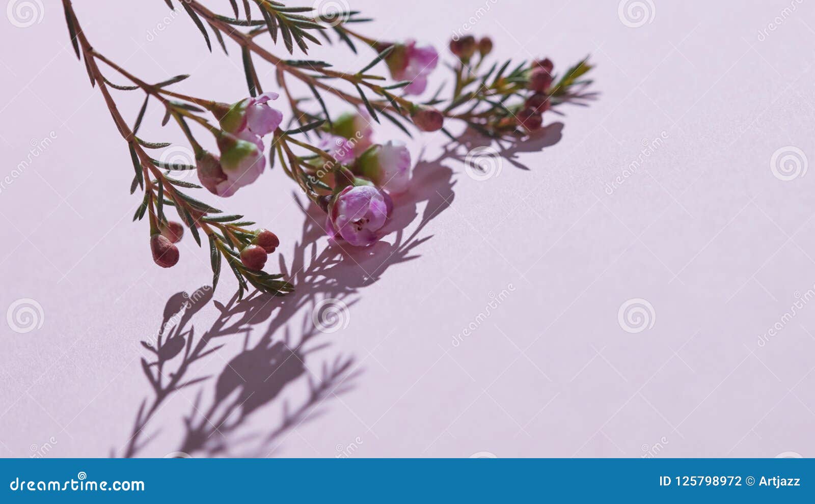 Delicate Spring Pink Flowers on a Pink Background. Spring Time Stock ...