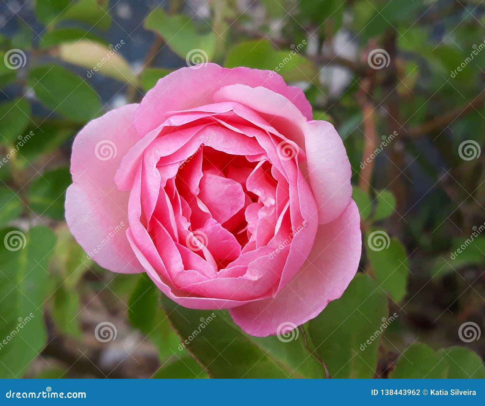 Delicate and Subtle Pink Rose Stock Photo - Image of delicate, pink ...