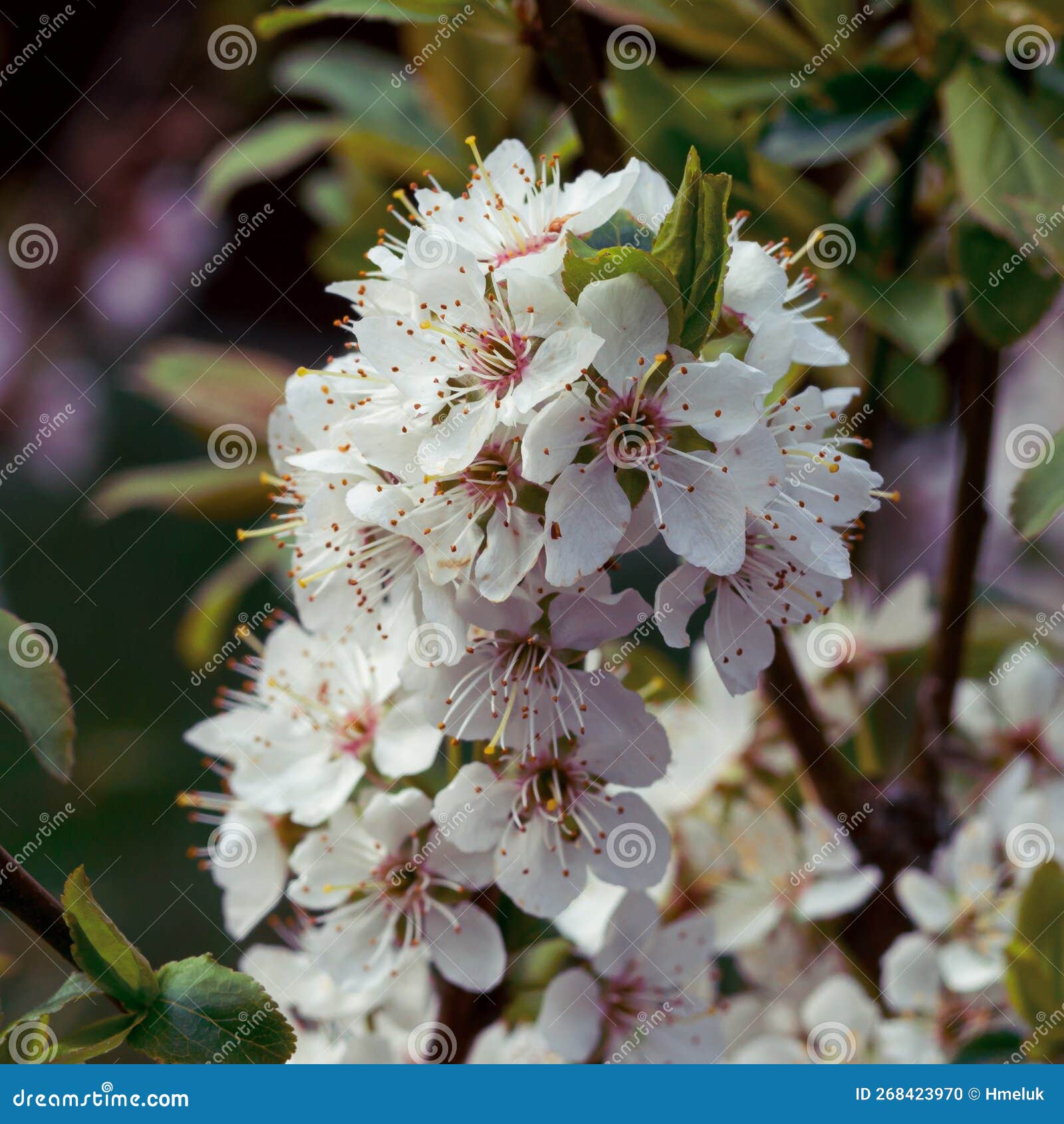Cherry Blossom Sprigs in Spring Stock Photo - Image of fragrant ...