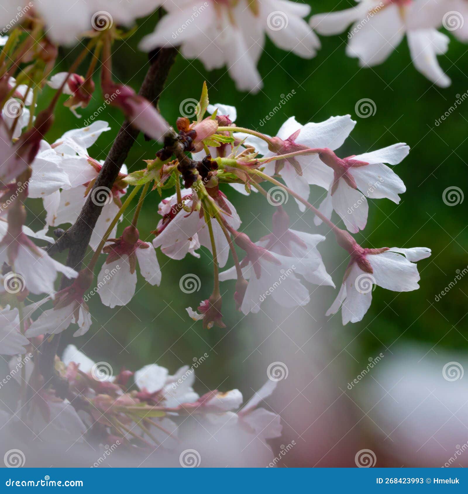 Cherry Blossom Sprigs in Spring Stock Image - Image of blooming, bloom ...