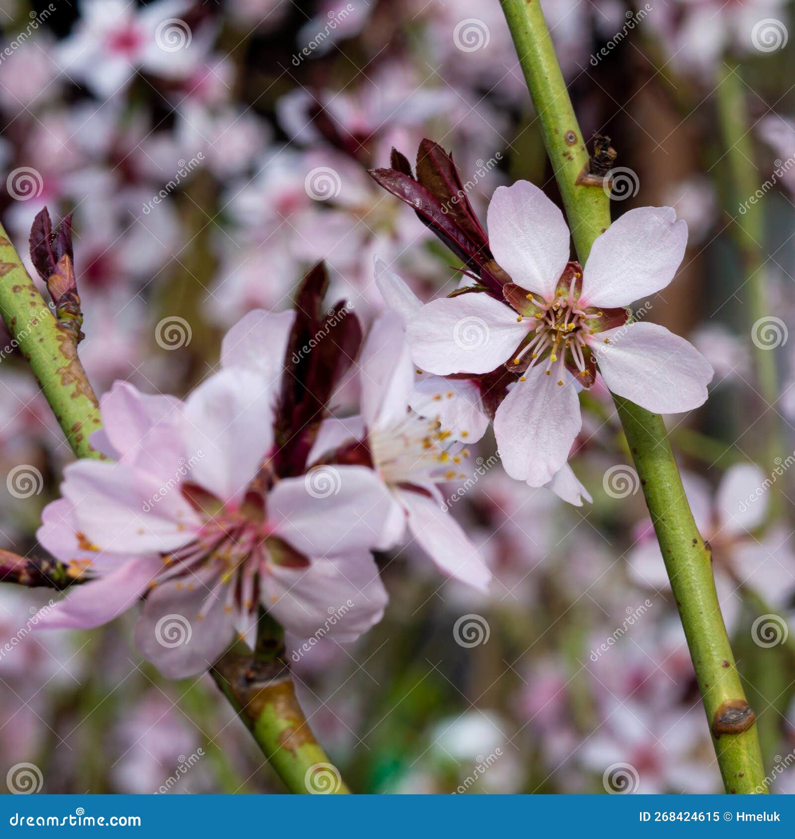 Cherry Blossom Sprigs in Spring Stock Image - Image of bush ...