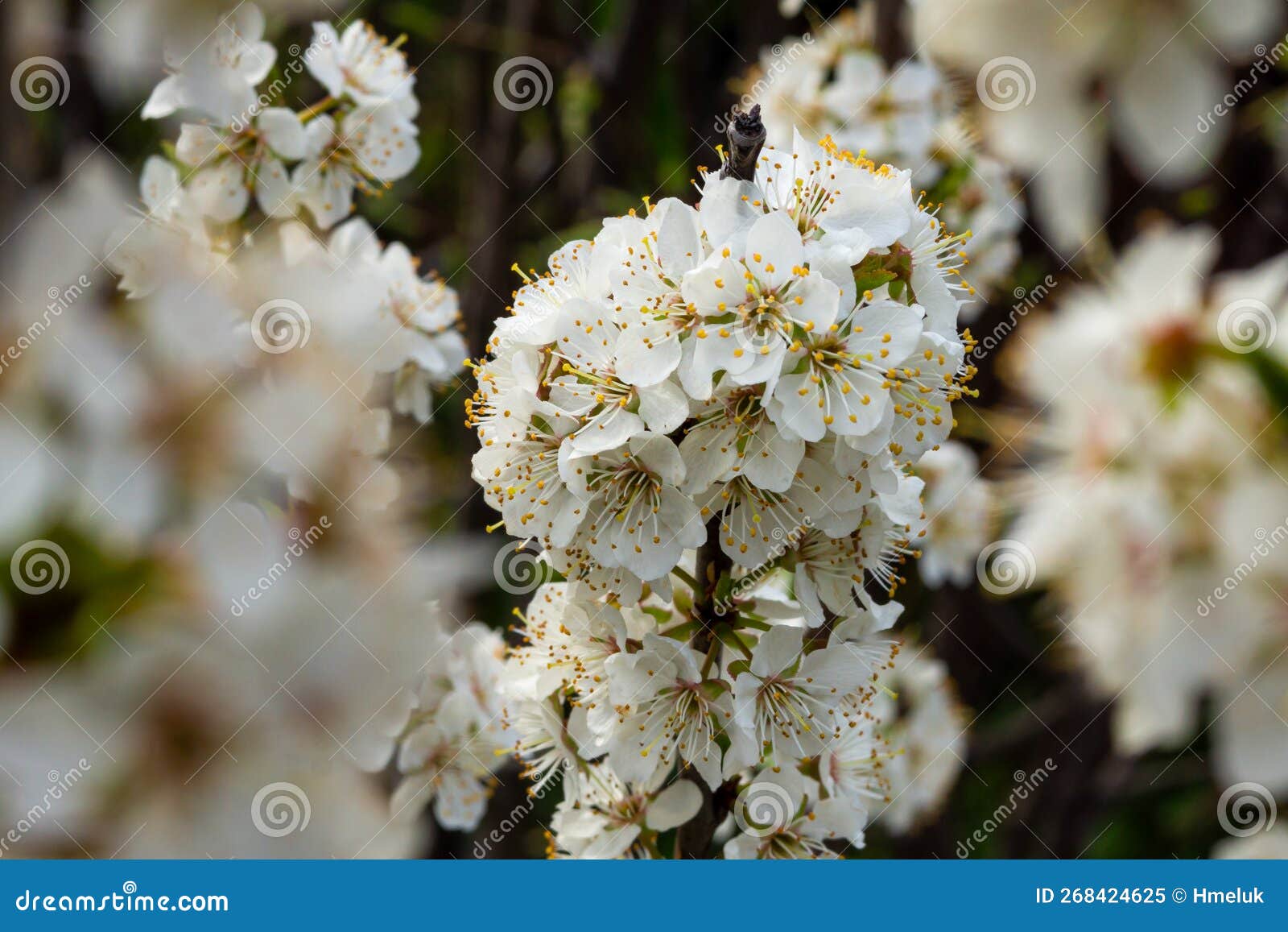 Cherry Blossom Sprigs in Spring Stock Image - Image of leaf, cute ...