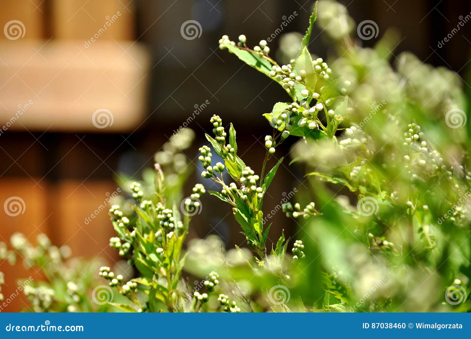 Delicate and Tiny Flower Buds of Blooming Shrub. Stock Photo - Image of ...