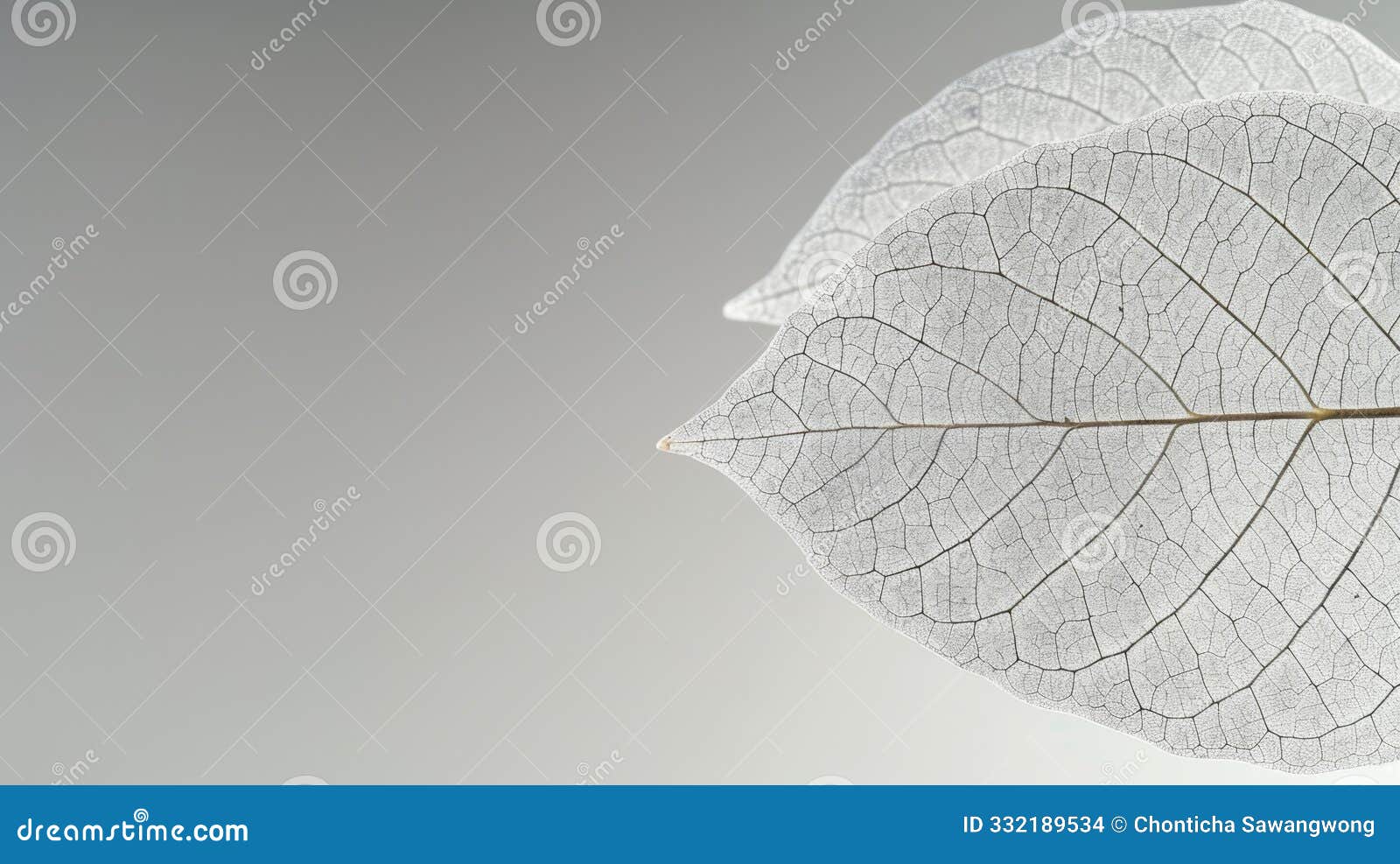 A Delicate, Translucent Leaf with Intricate Veins Against a Soft Gray ...