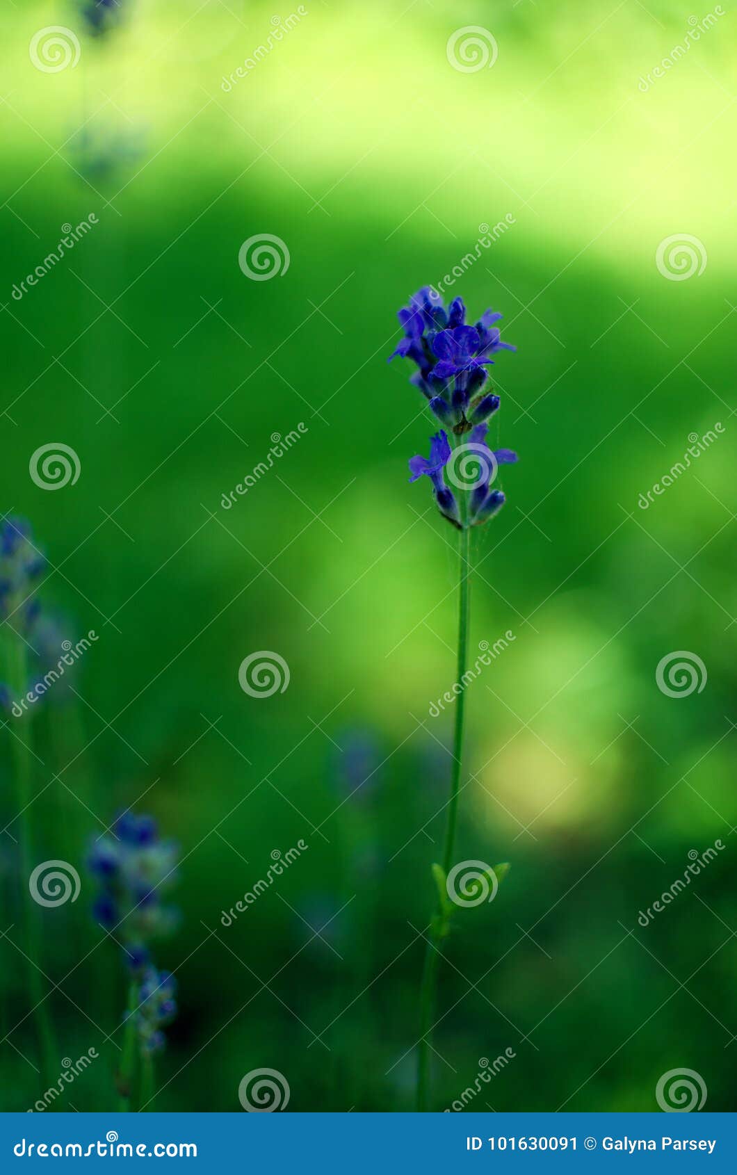 Delicate Violet Flowers of Lavender Stock Image - Image of bouquet ...