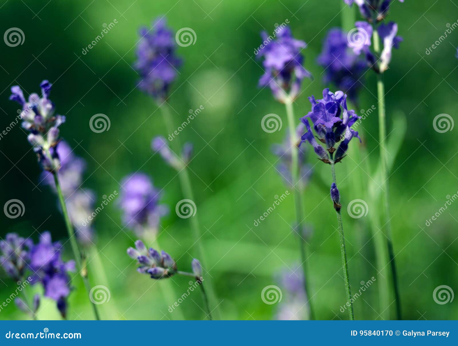 Delicate Violet Flowers of Lavender Stock Photo - Image of freshness ...