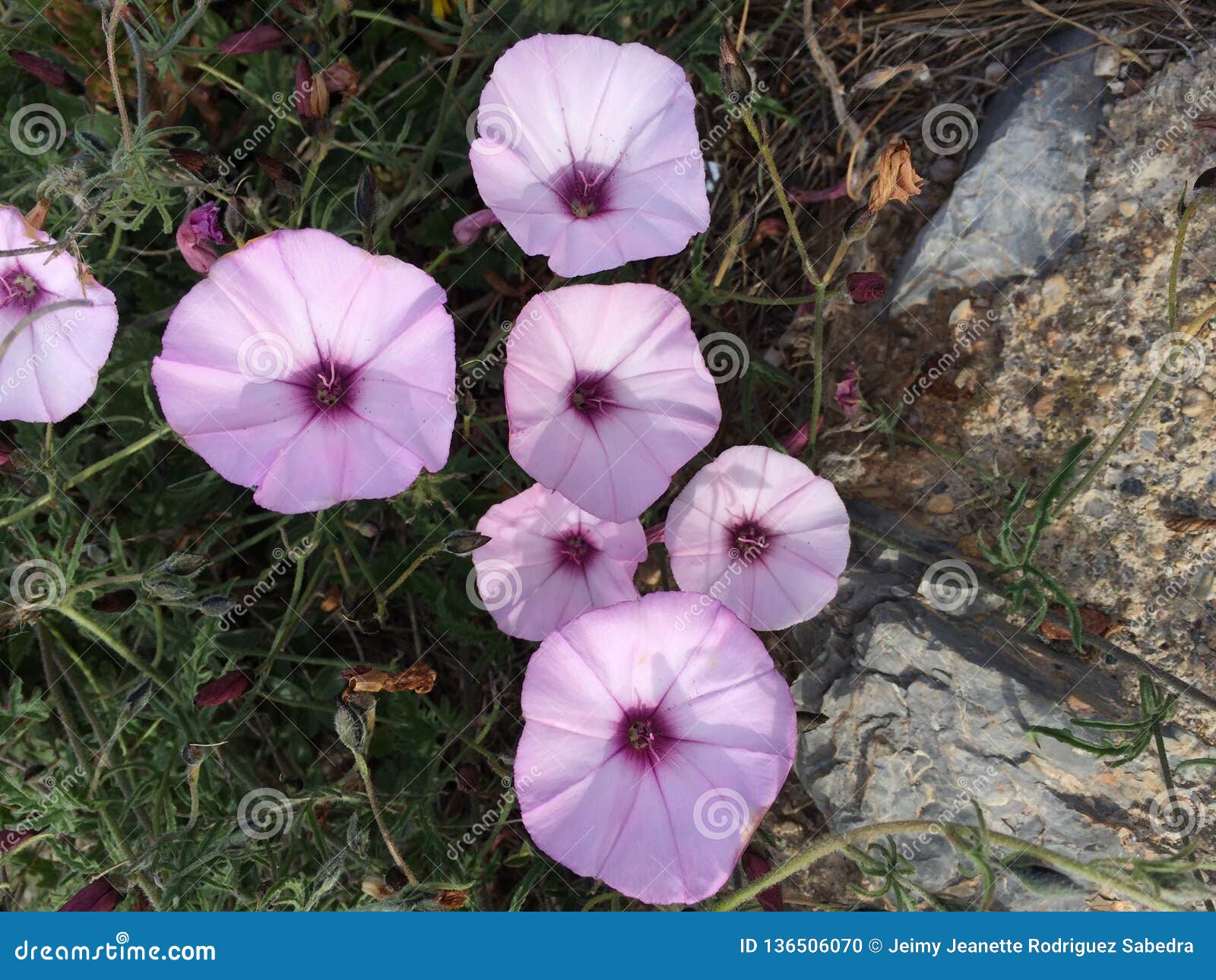 Delicate violet flowers stock photo. Image of endearing - 136506070