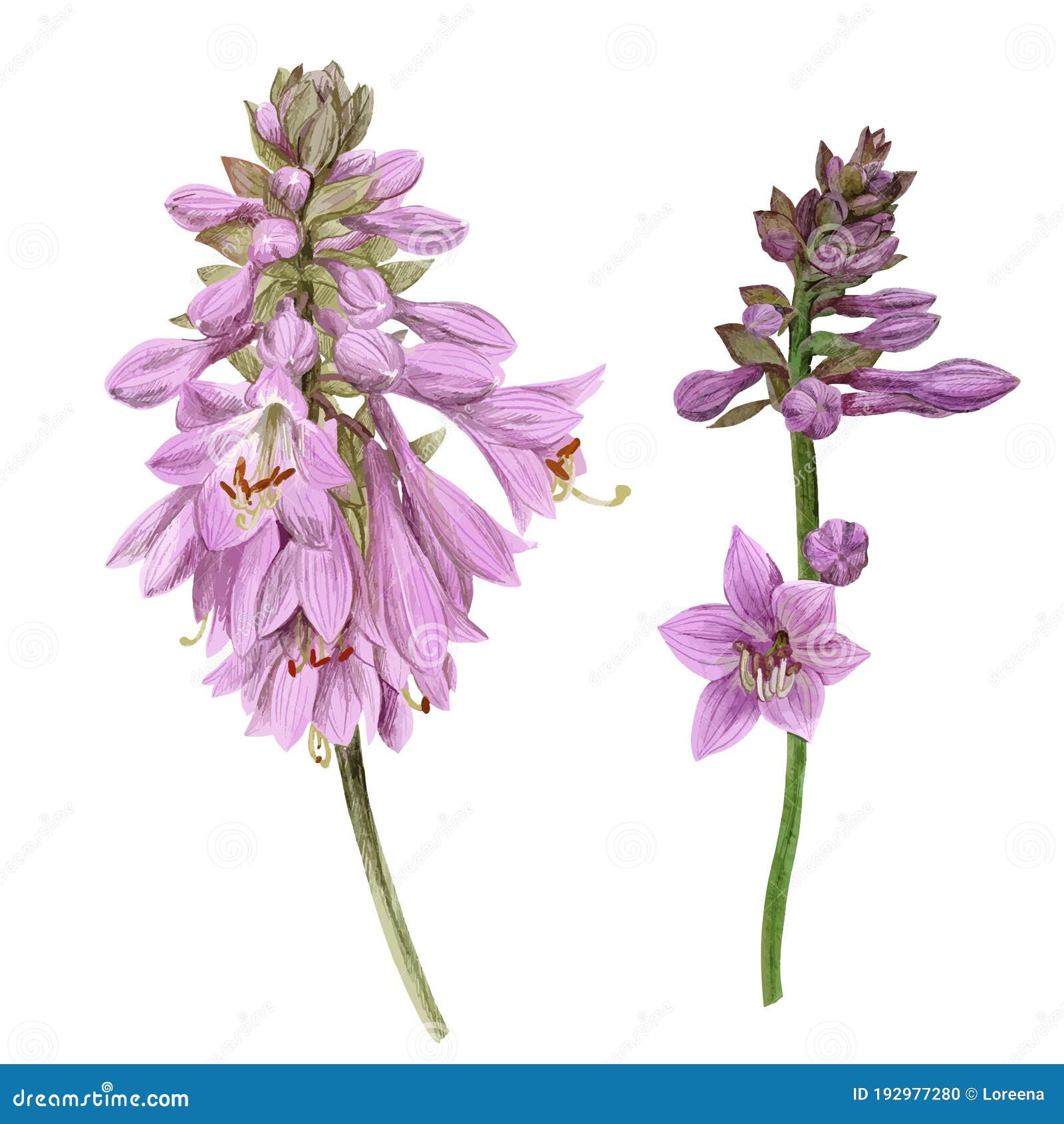 Delicate Violet Hosta Flowers, Hand Drawn Vector Stock Vector ...