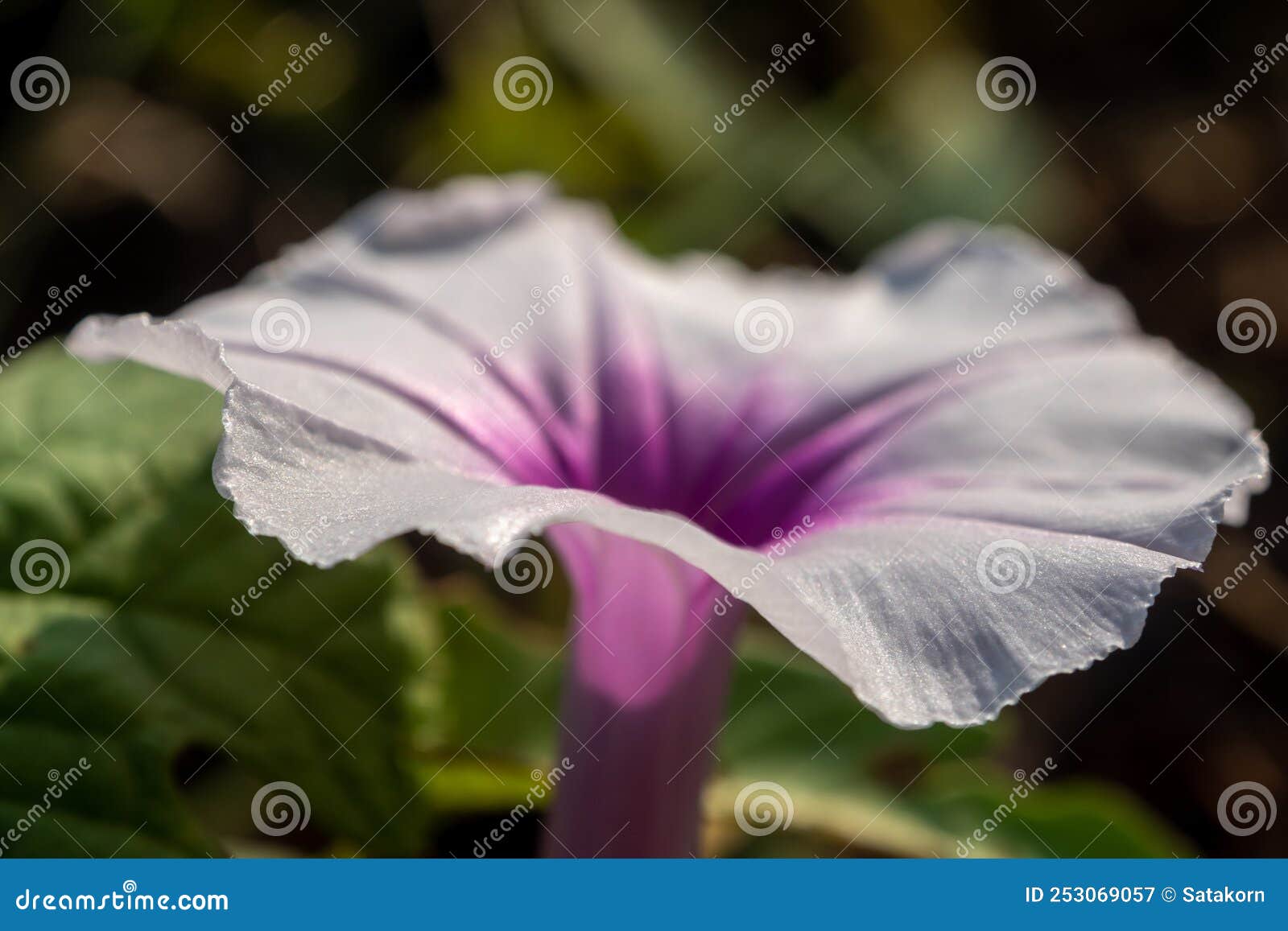 The Delicate and Weak Petals of the Morning Glory Flower Stock Image ...