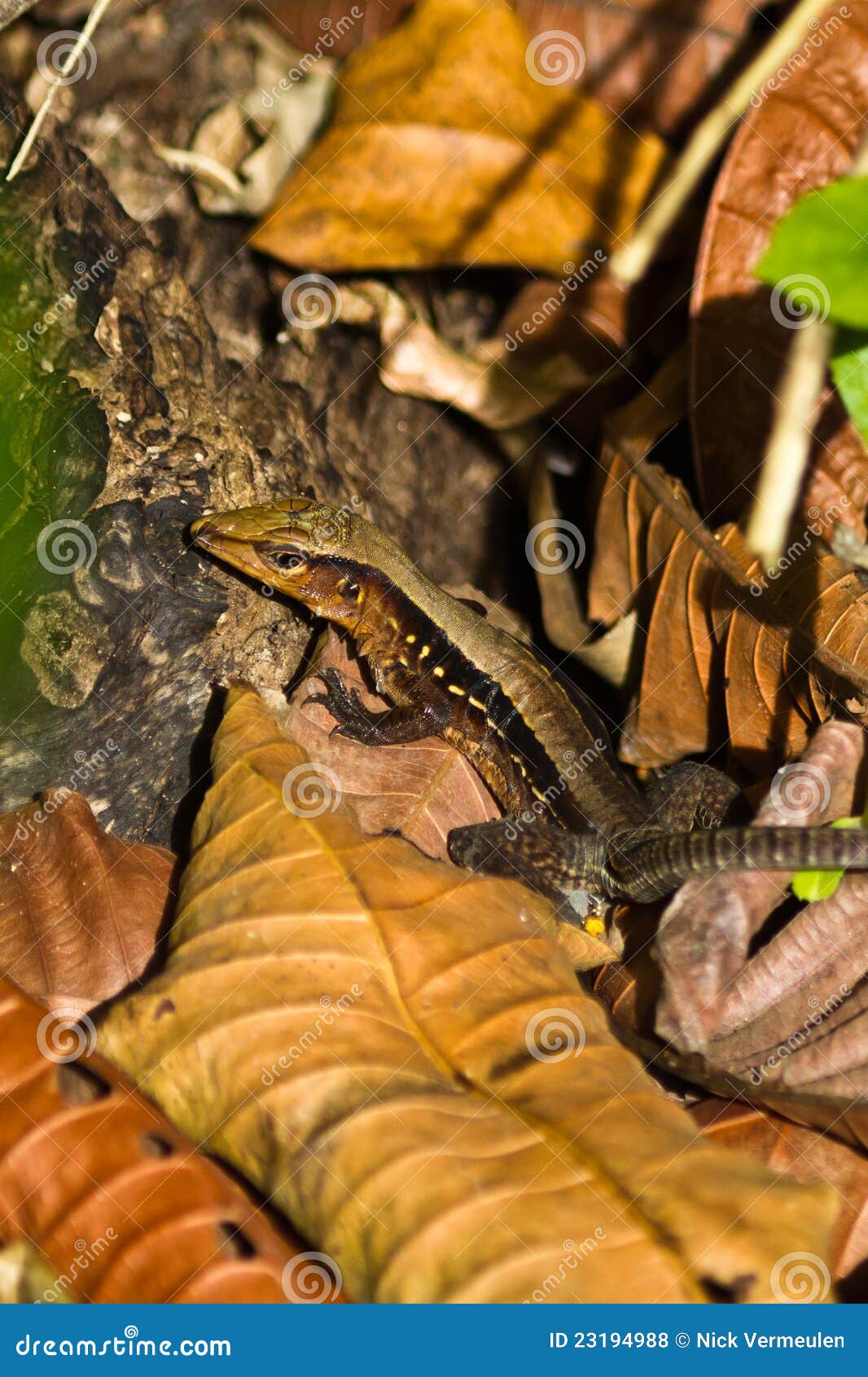 Delicate Whiptail Lizard in Panama Rainforest. Stock Photo - Image of ...