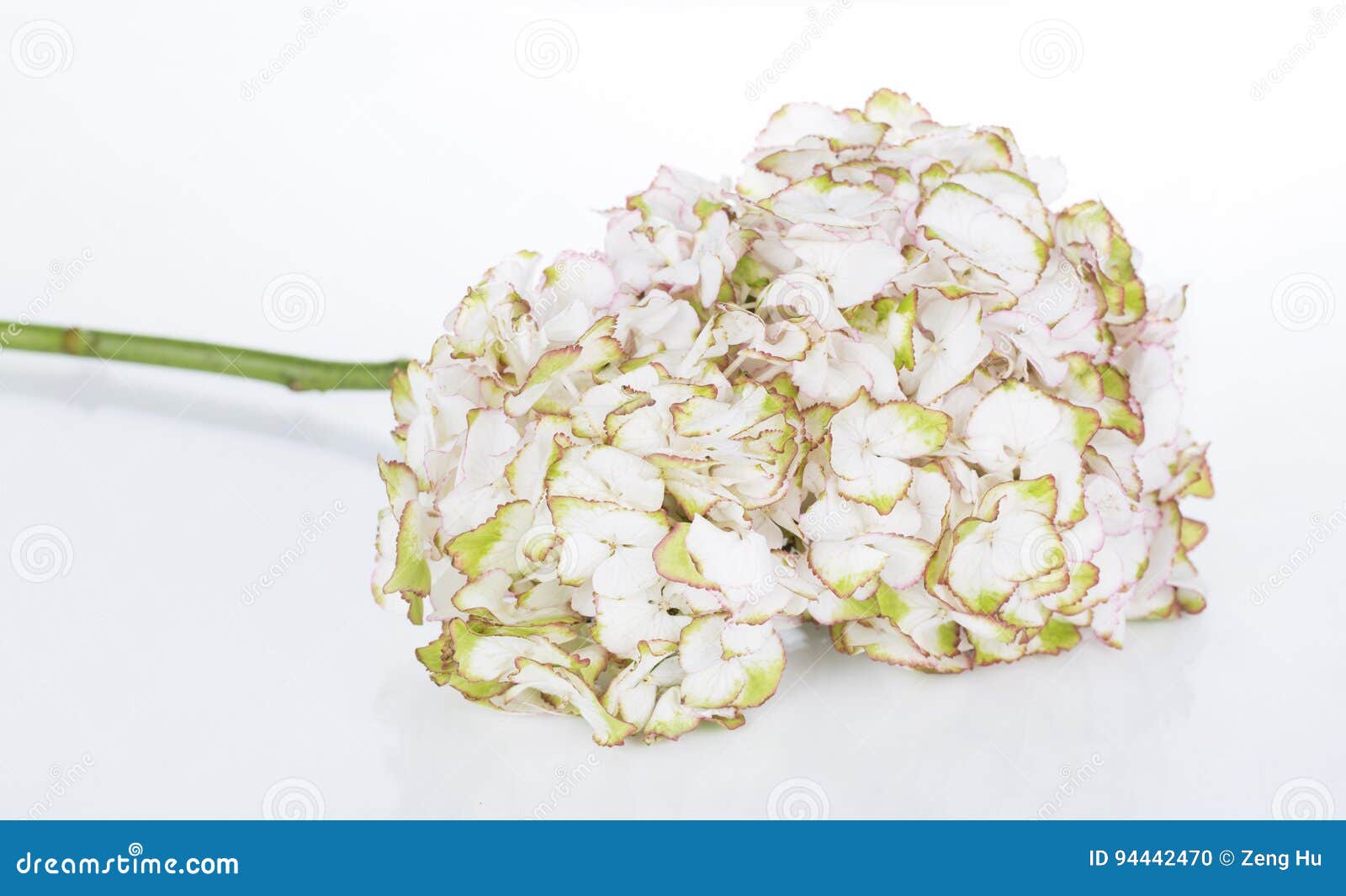 Delicate White Color Hydrangea Flower Stock Photo - Image of life ...