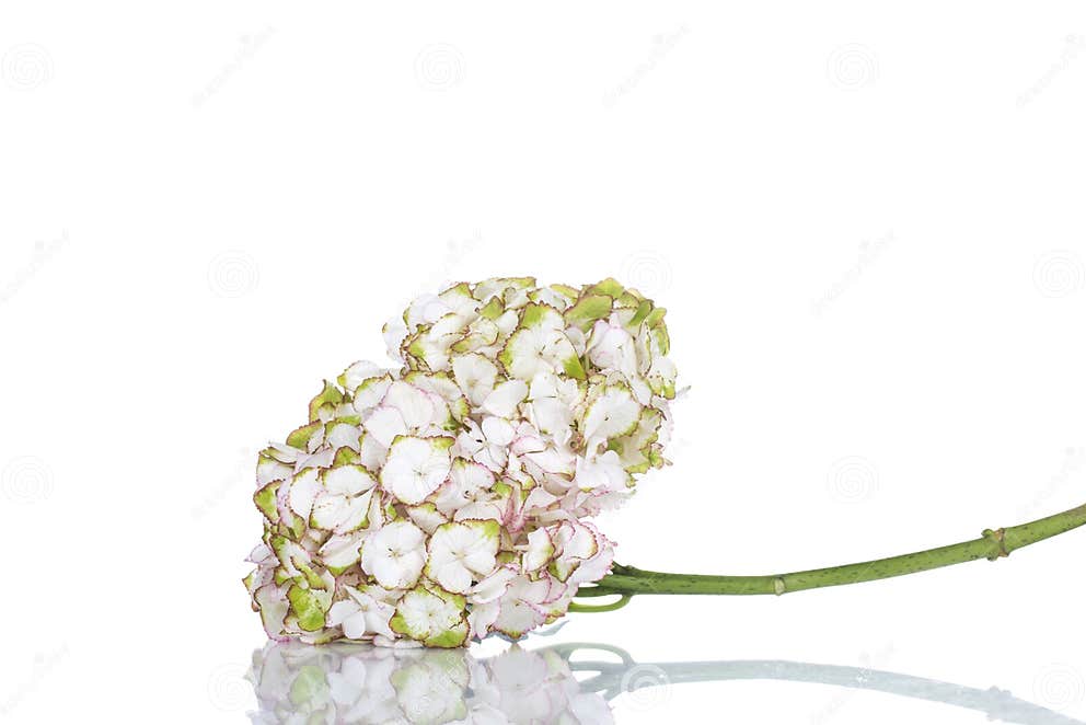 Delicate White Color Hydrangea Flower Stock Image - Image of selective ...