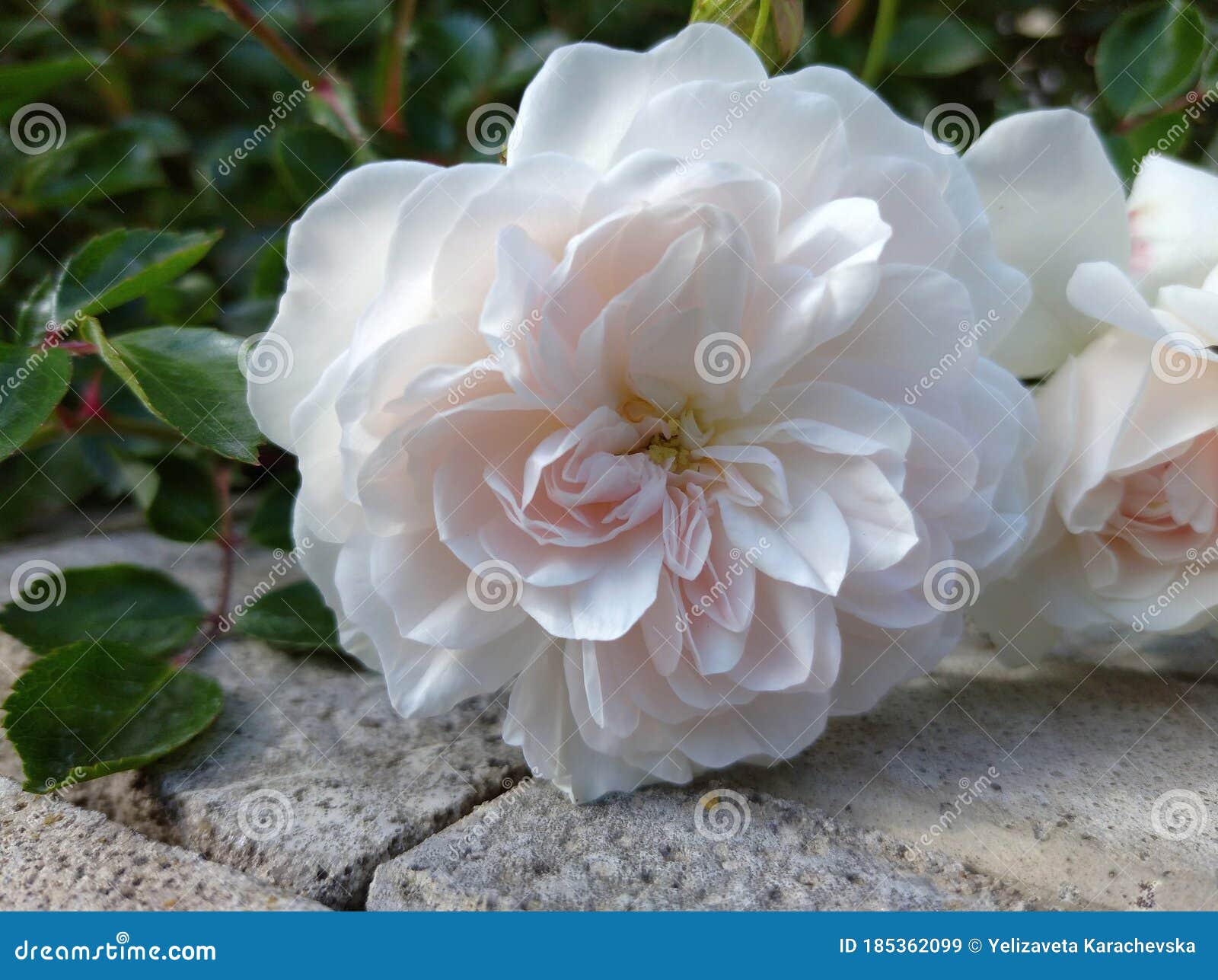 Delicate White Flower Grade Rose Variety Swany Stock Image - Image of ...