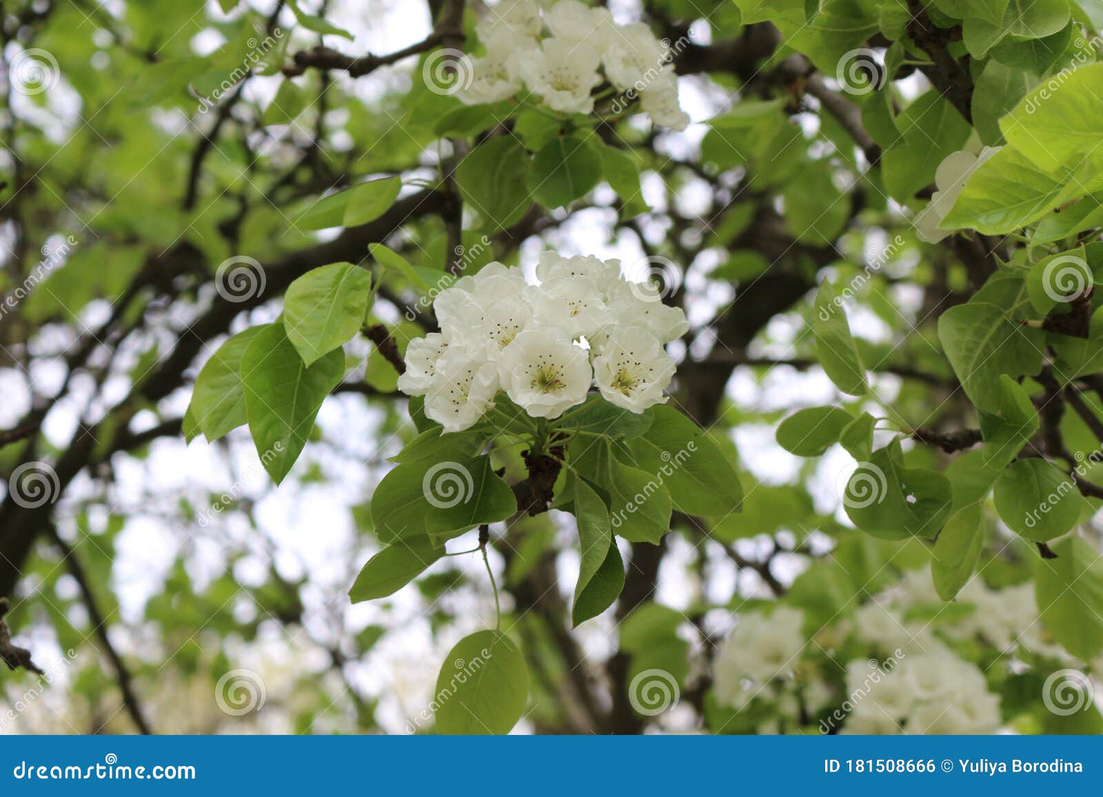 Delicate White Flowers Bloomed on a Pear Tree in the Spring Garden ...
