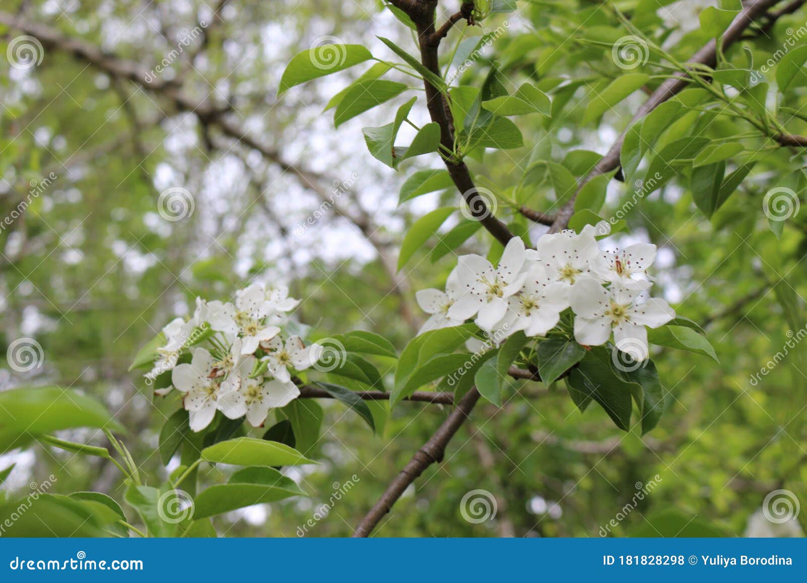 Delicate White Flowers Bloomed on a Pear Tree in Spring. Stock Photo ...