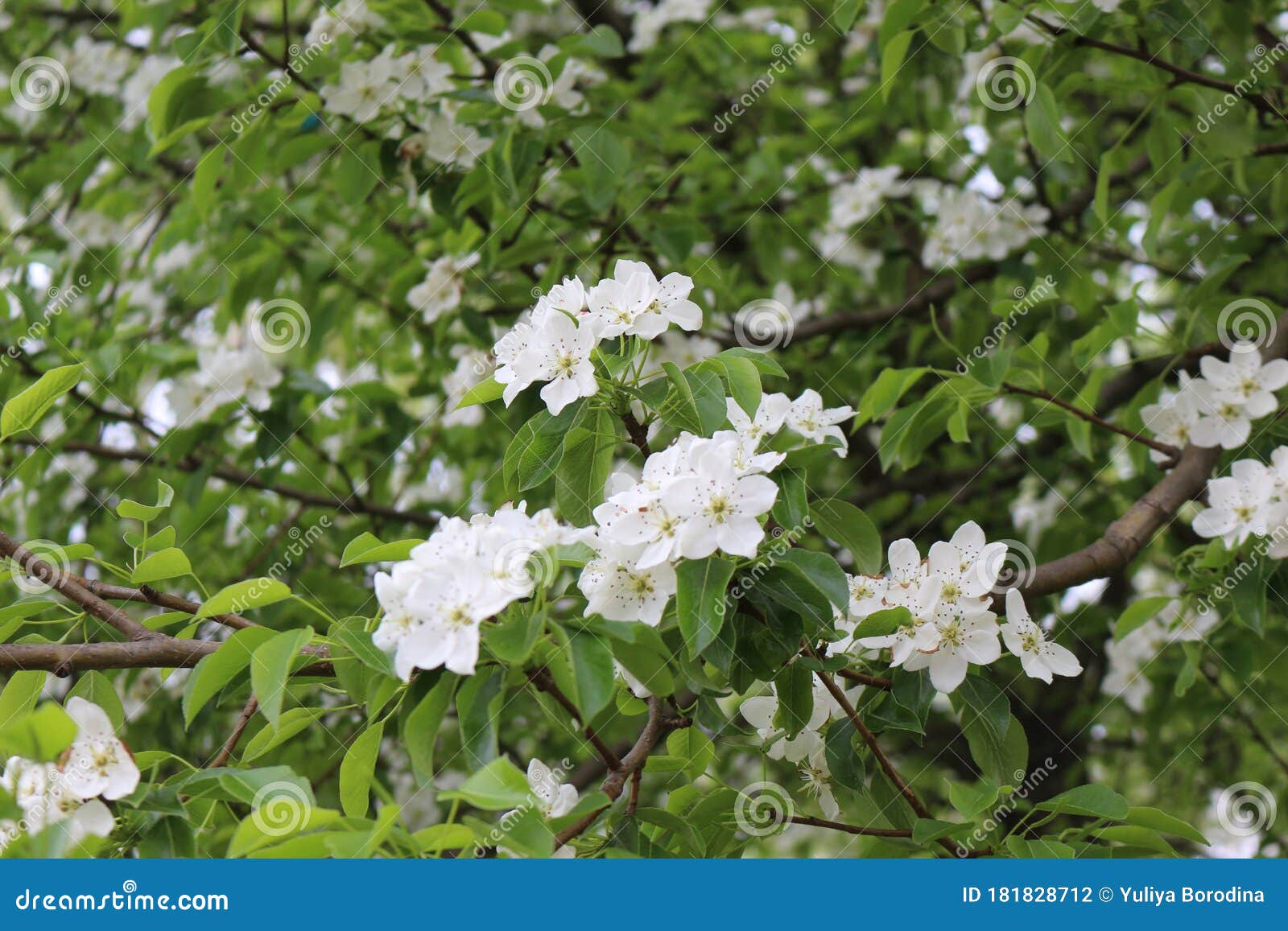 Delicate White Flowers Bloomed on a Pear Tree in Spring. Stock Photo ...