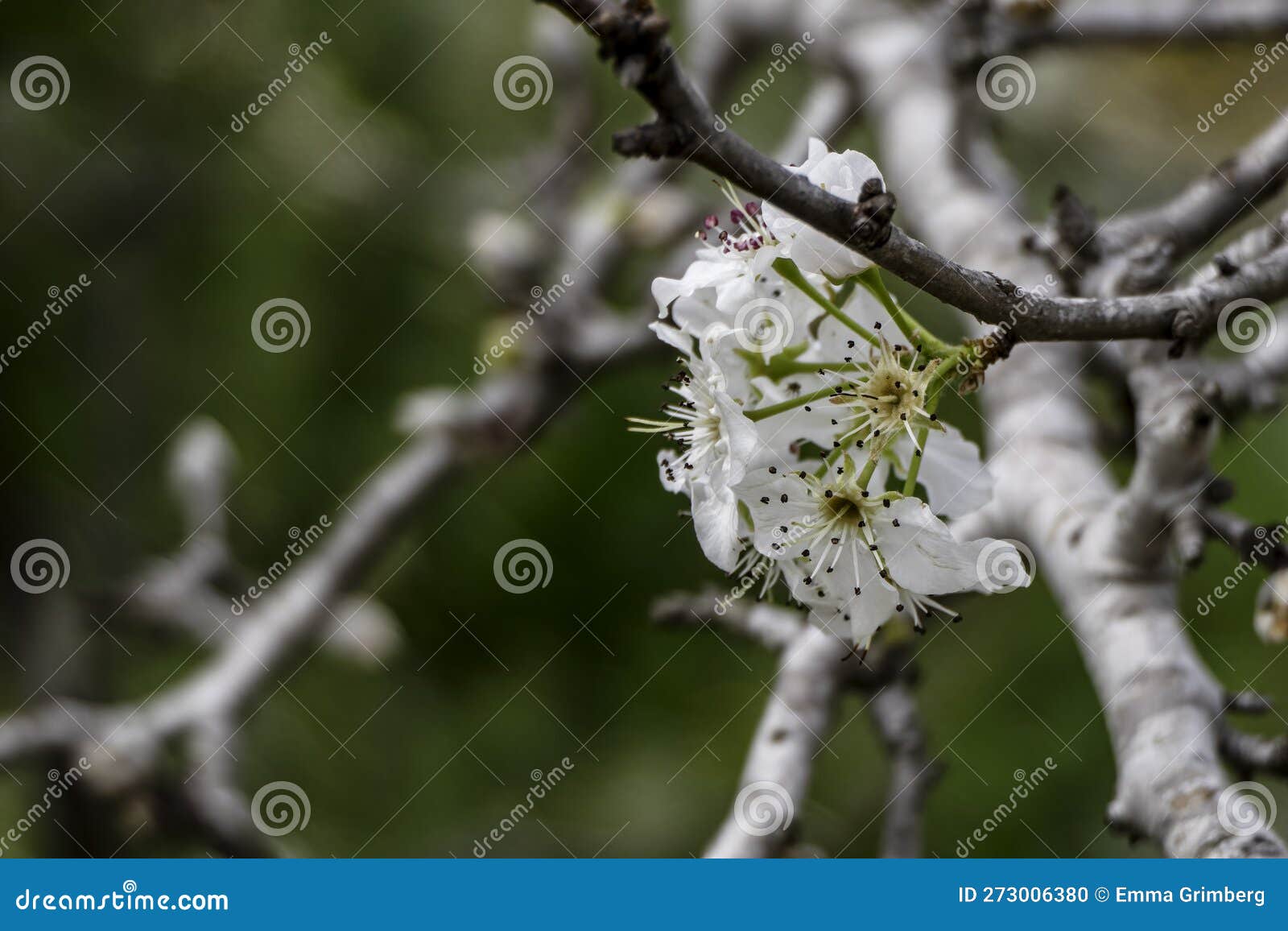 Delicate White Flowers and Buds of a Flowering Pear Tree Close-up ...