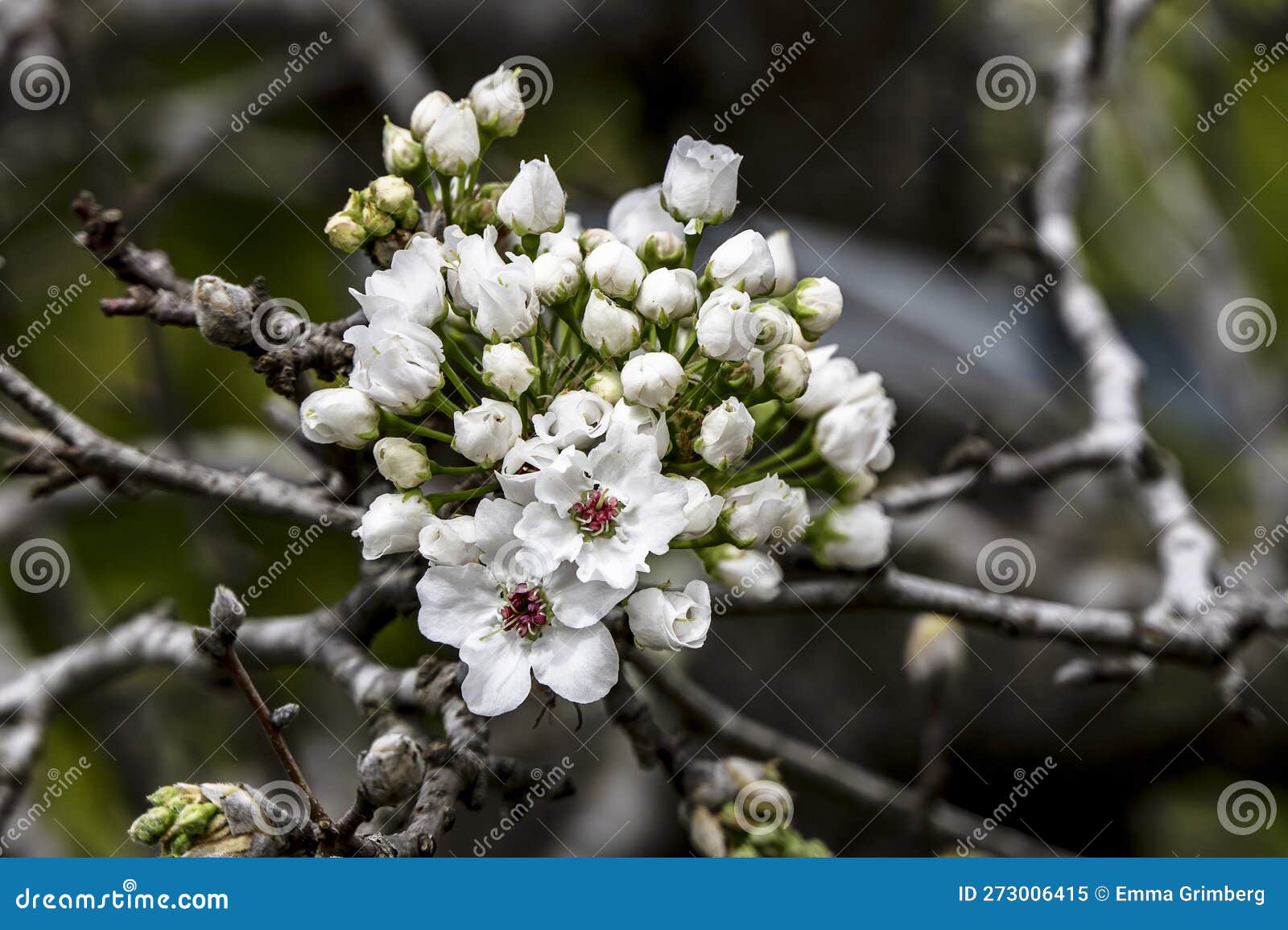 Delicate White Flowers and Buds of a Flowering Pear Tree Close-up ...