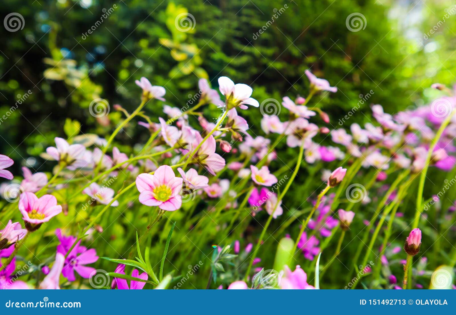 Delicate White Flowers of Saxifrage Mossy in Spring Garden Stock Image ...